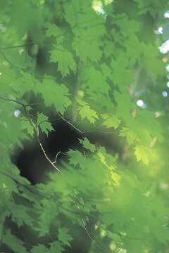 How to Tell the Age of Maple Trees