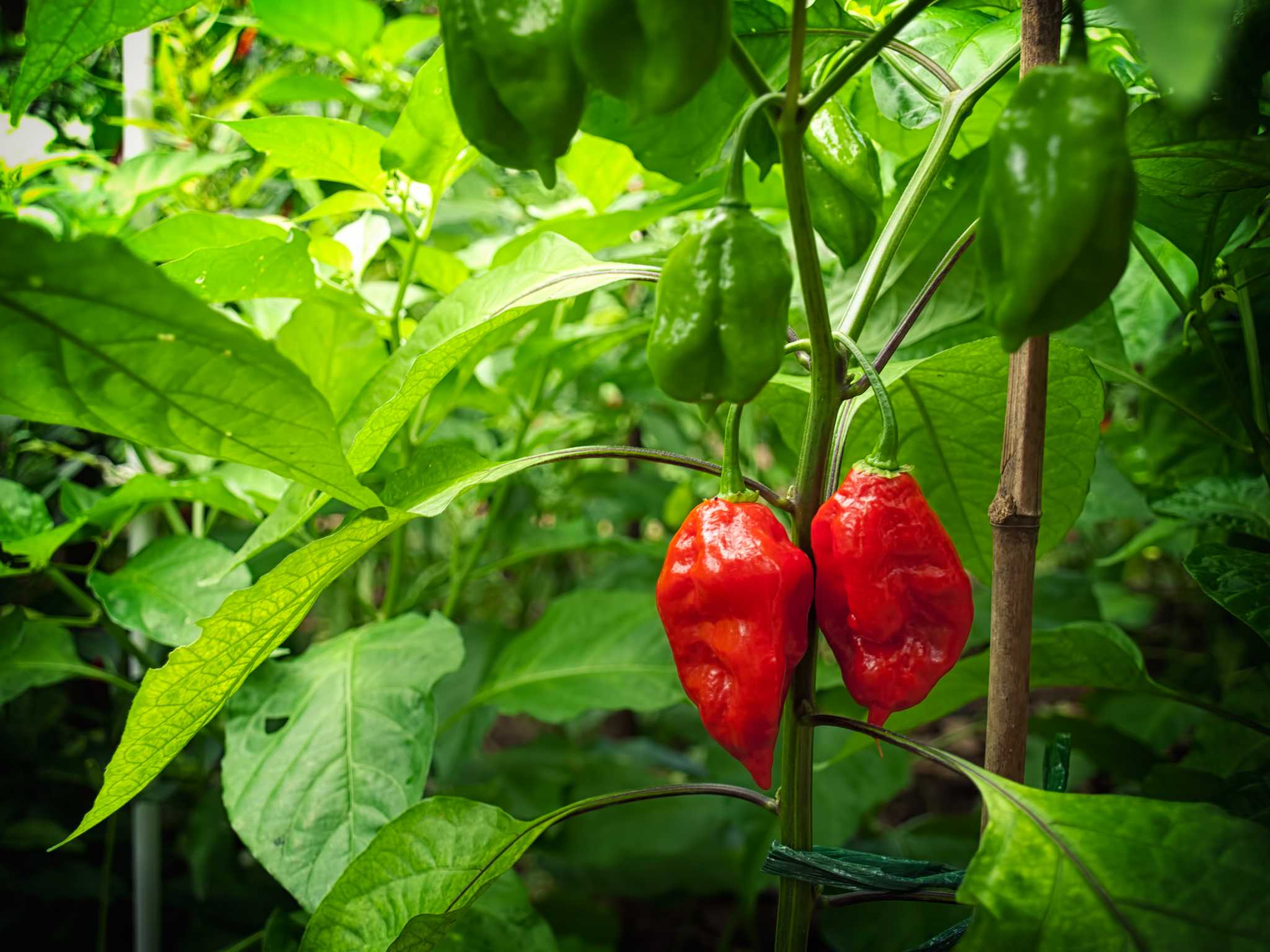 How to Know if My Ghost Pepper Is Fully Grown