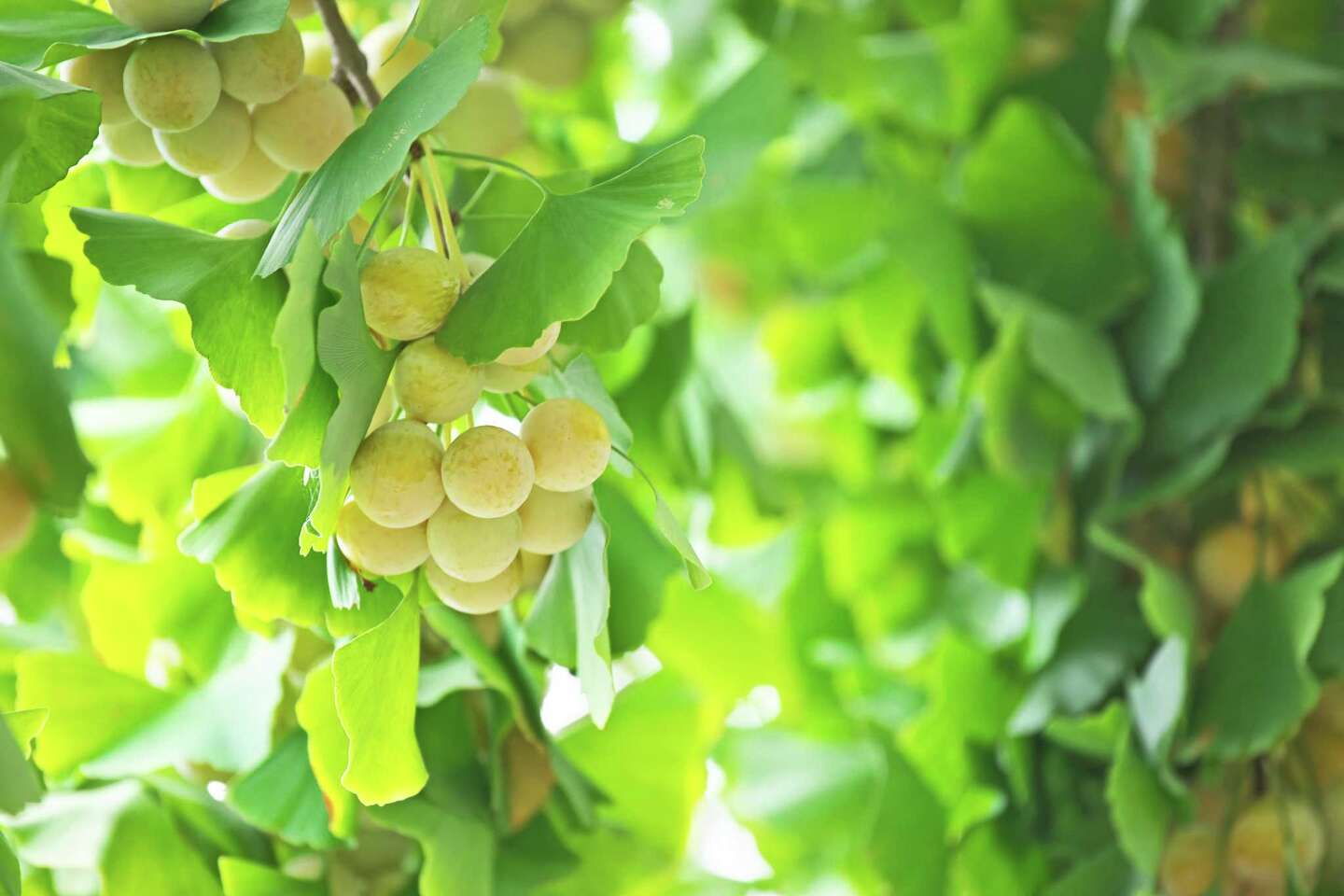 Why Do Ginkgo Tree Berries Stink?