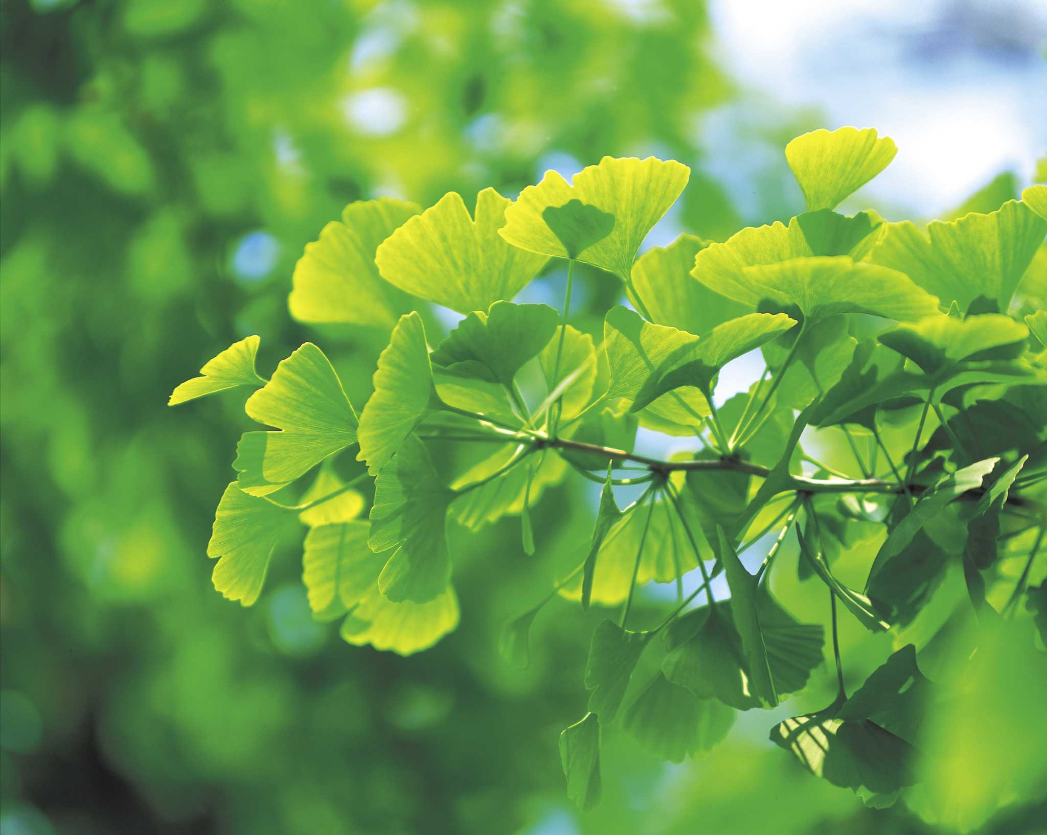 Wind Resistant & Tolerant Trees