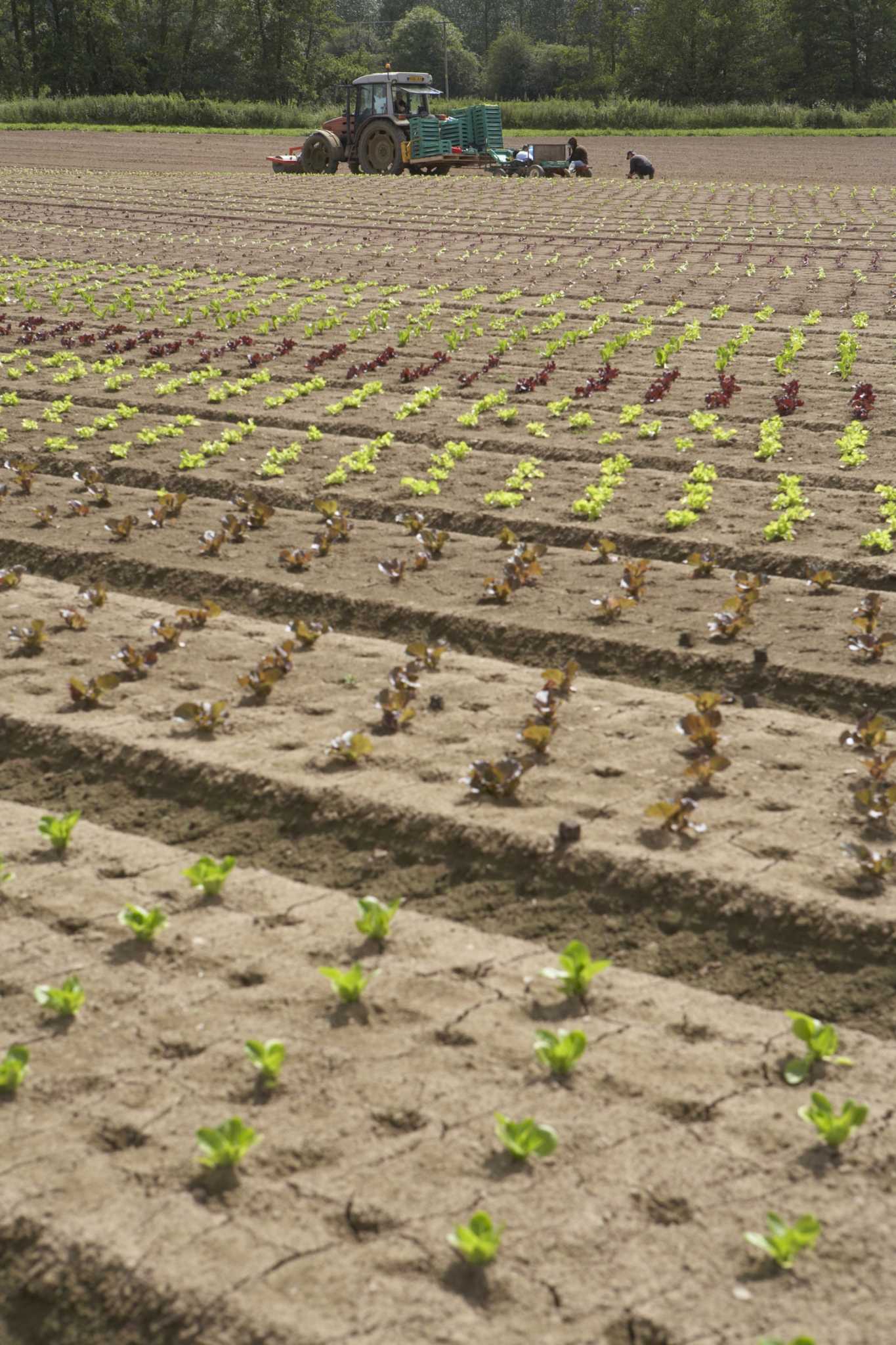 How to Use Weed Cloth for Shade