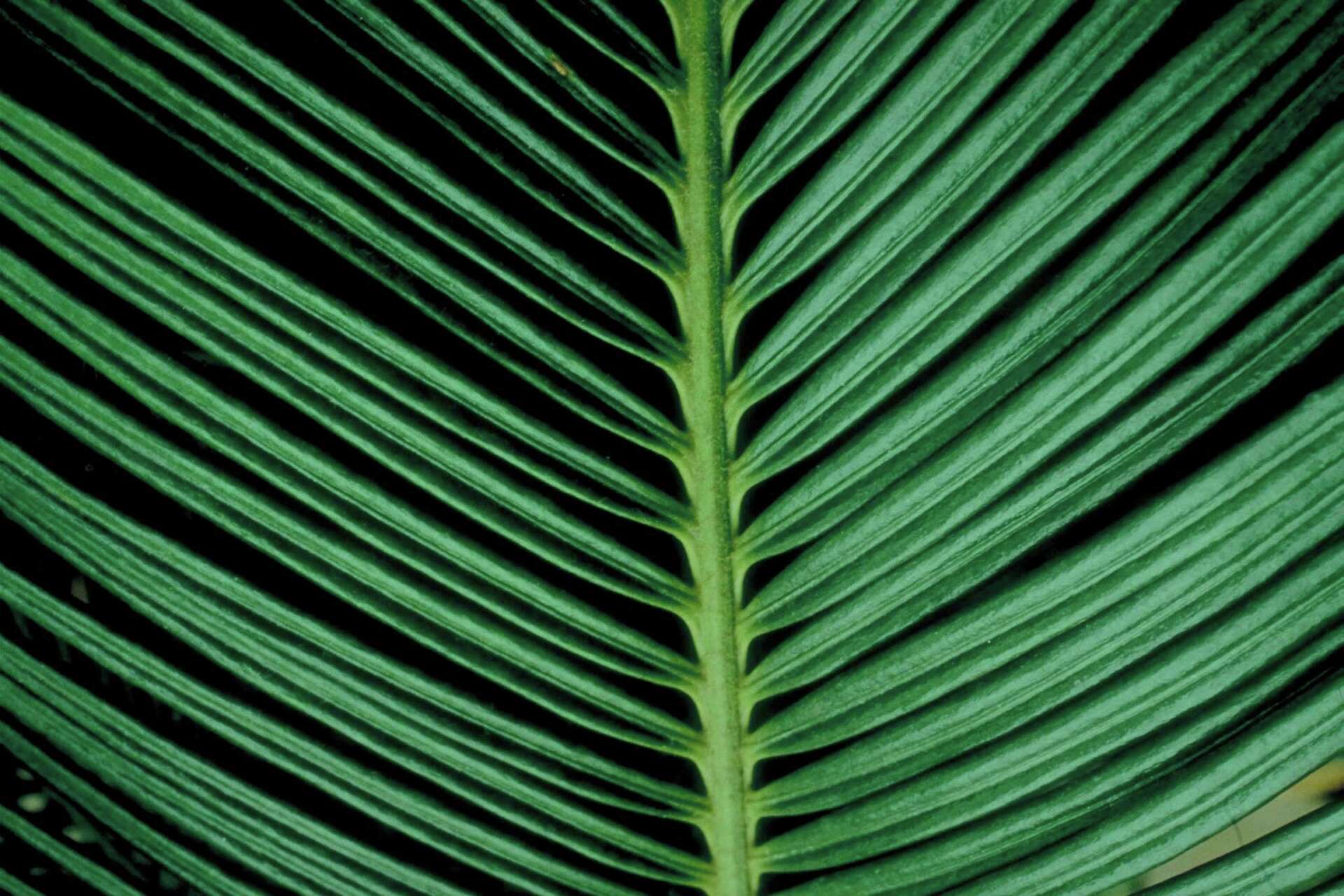 How to Transplant Cycads