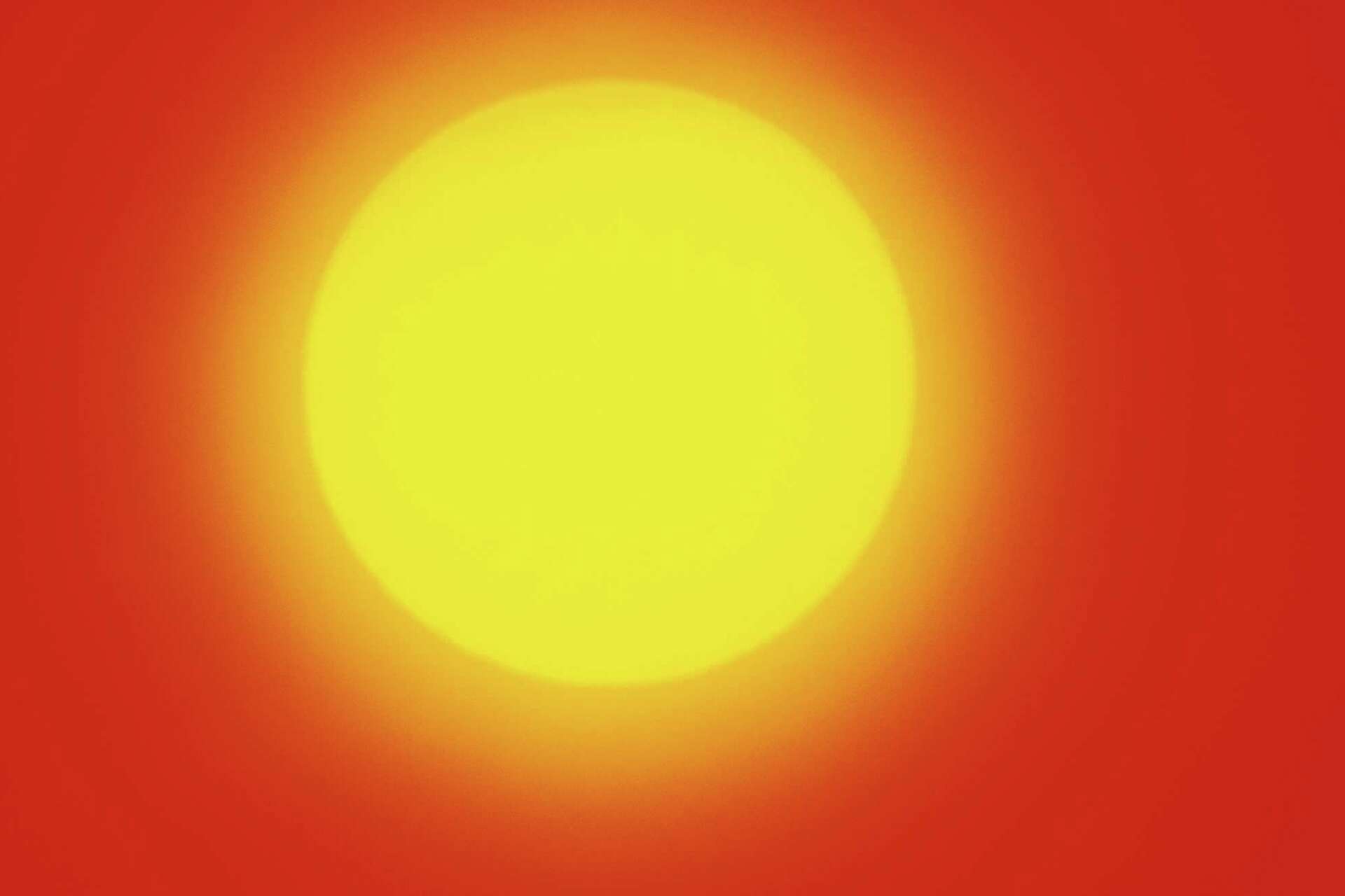 What Is a Ju Ju Berry Tree?