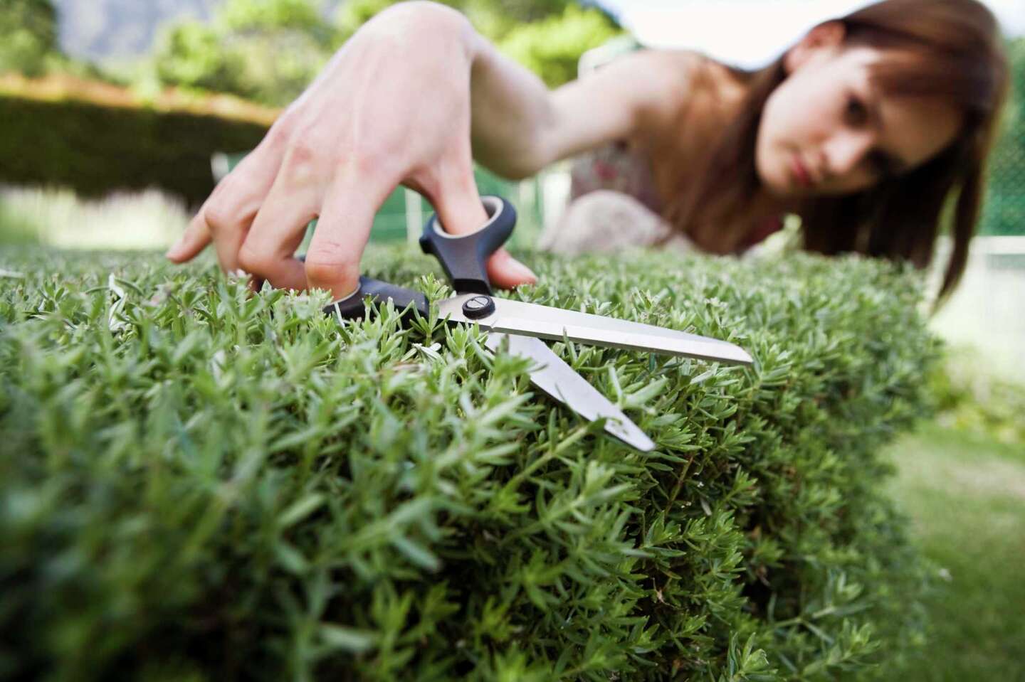 High Mounding Evergreen Shrubs