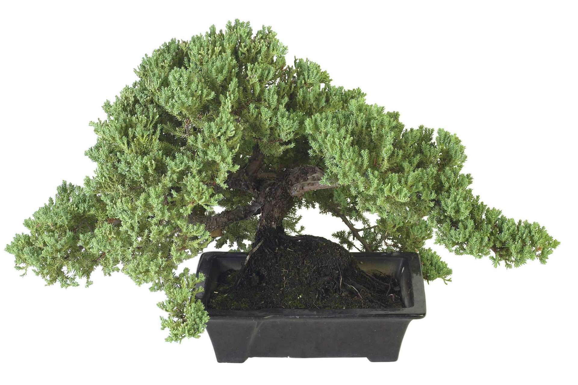 How to Plant Dwarf Junipers