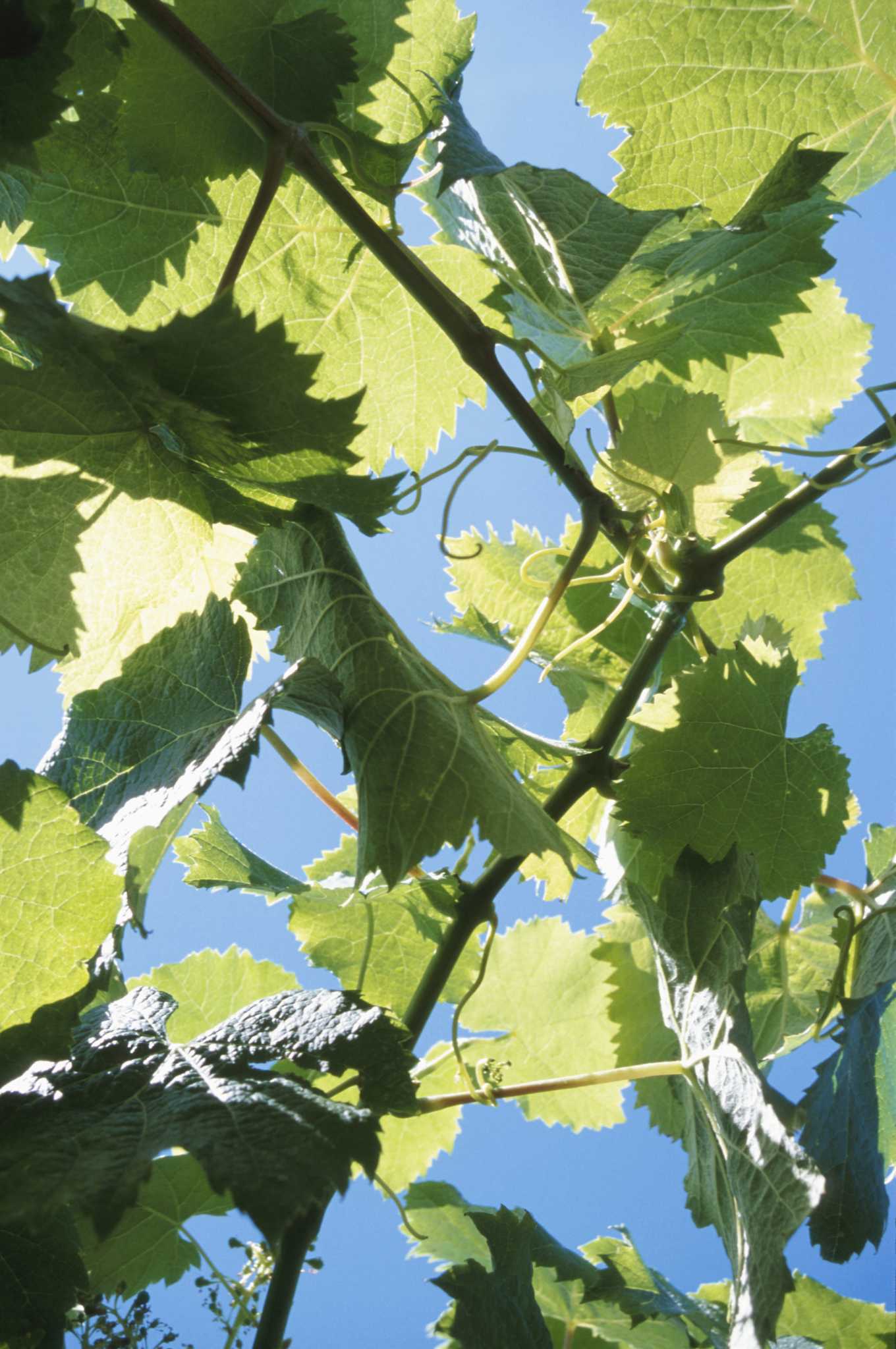 Canopy Management for Vigorously Growing Grape Vines