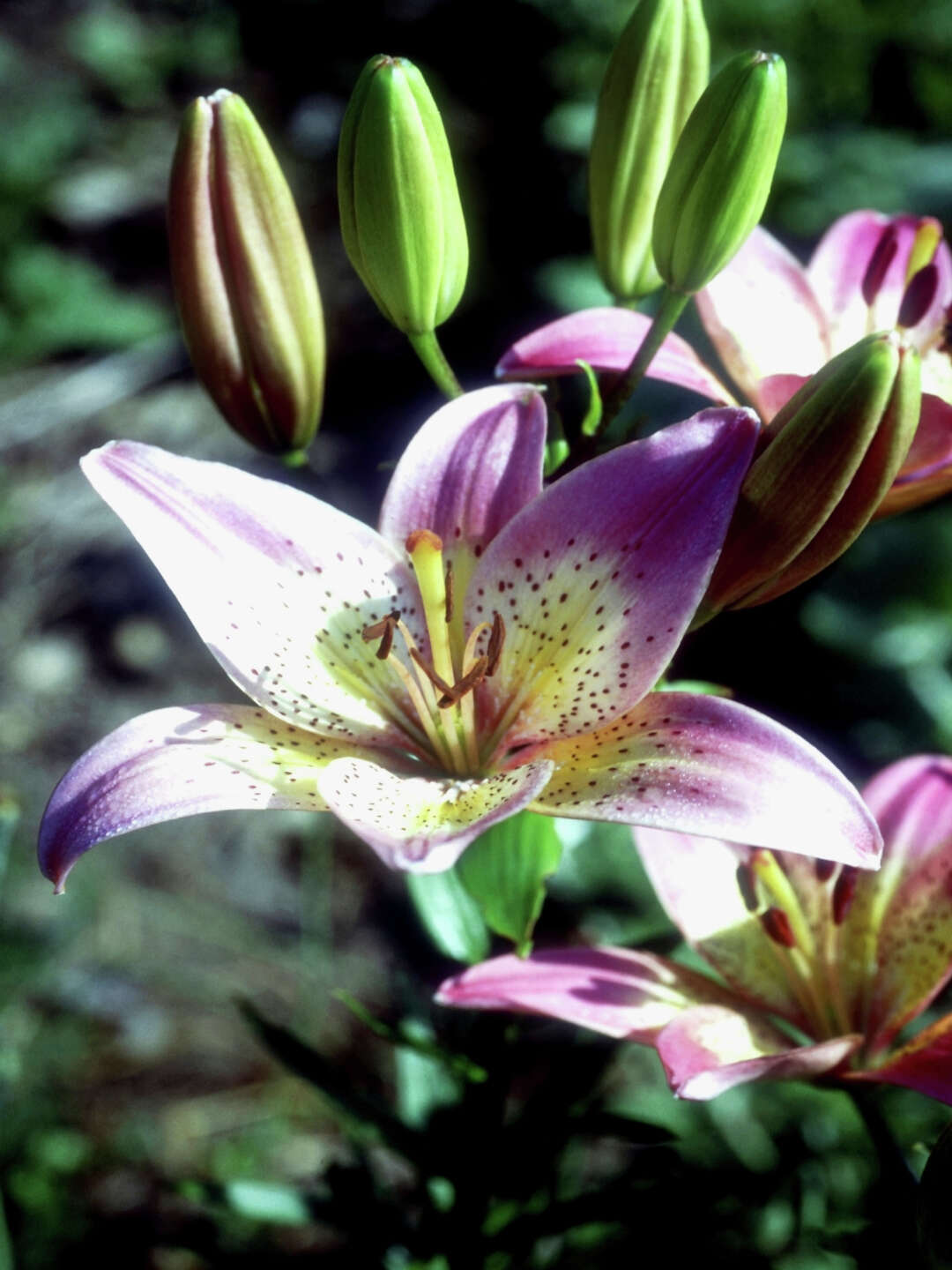 How to Grow Japanese Lilies