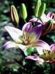 How to Grow Japanese Lilies