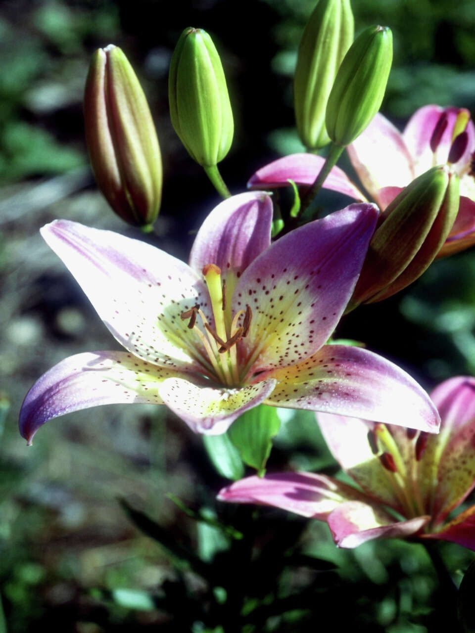 How to Grow Japanese Lilies