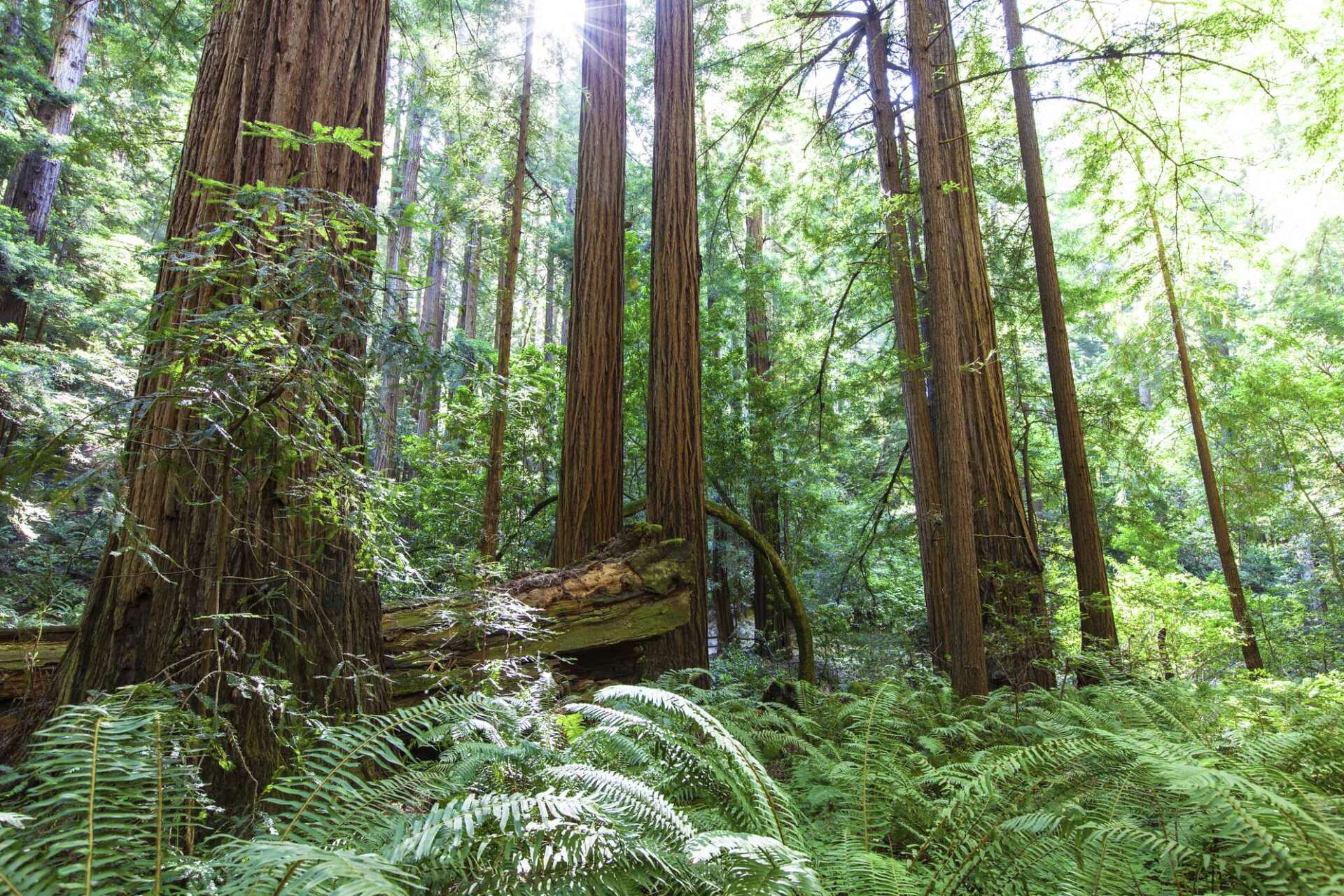 Can I Plant an Aptos Blue Tree Next to My House?