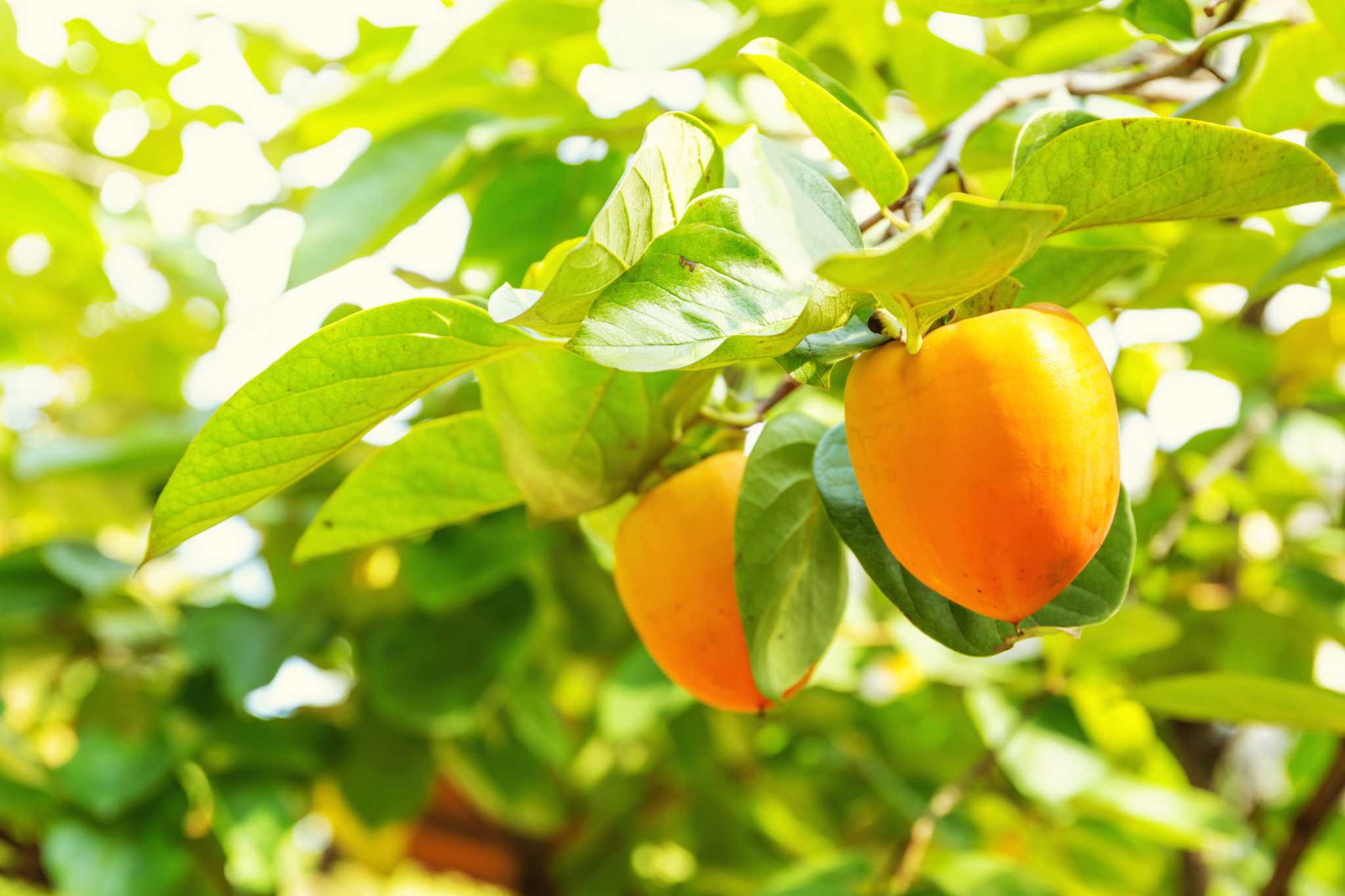 Good Soil for a Wild Persimmon Tree