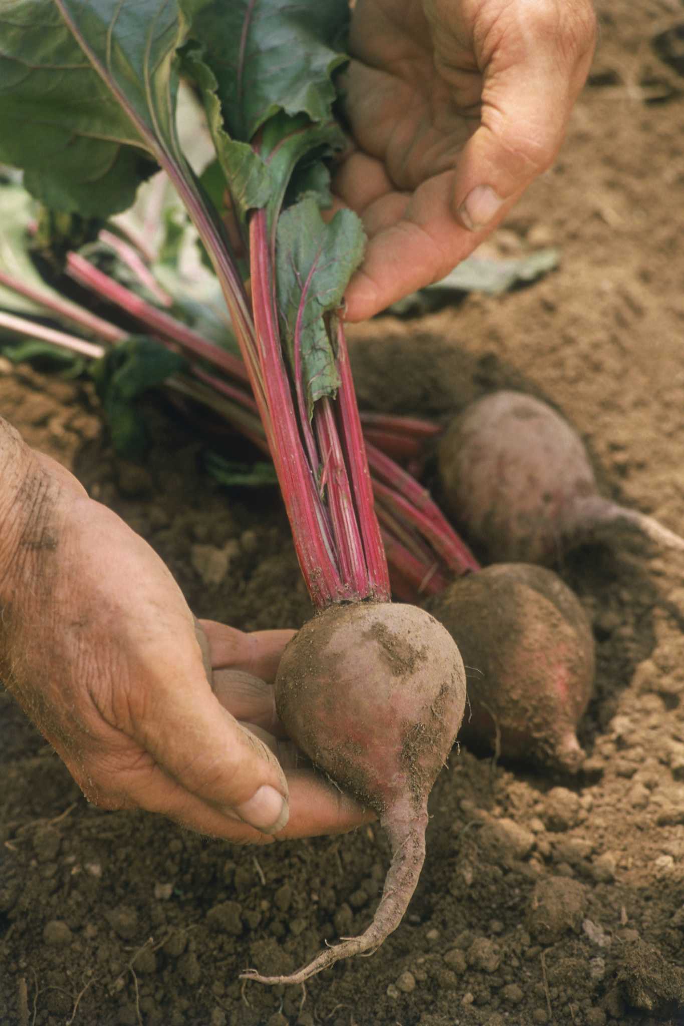 Can You Plant Beet Tops to Get Beetroot?