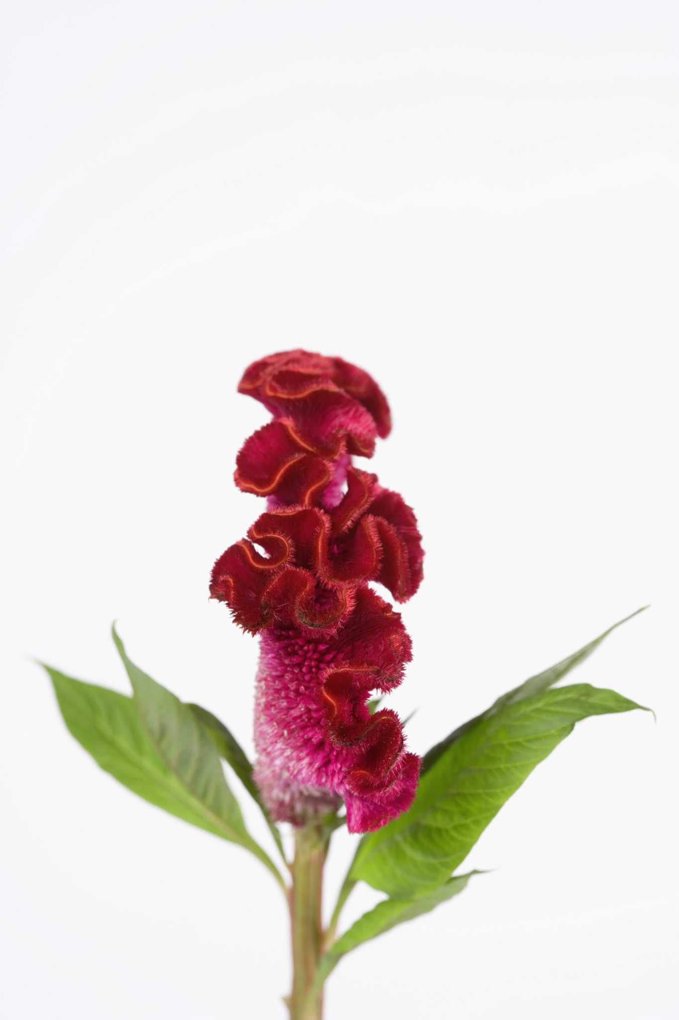 Proper Instructions to Germinate Cockscomb Seeds in Pots