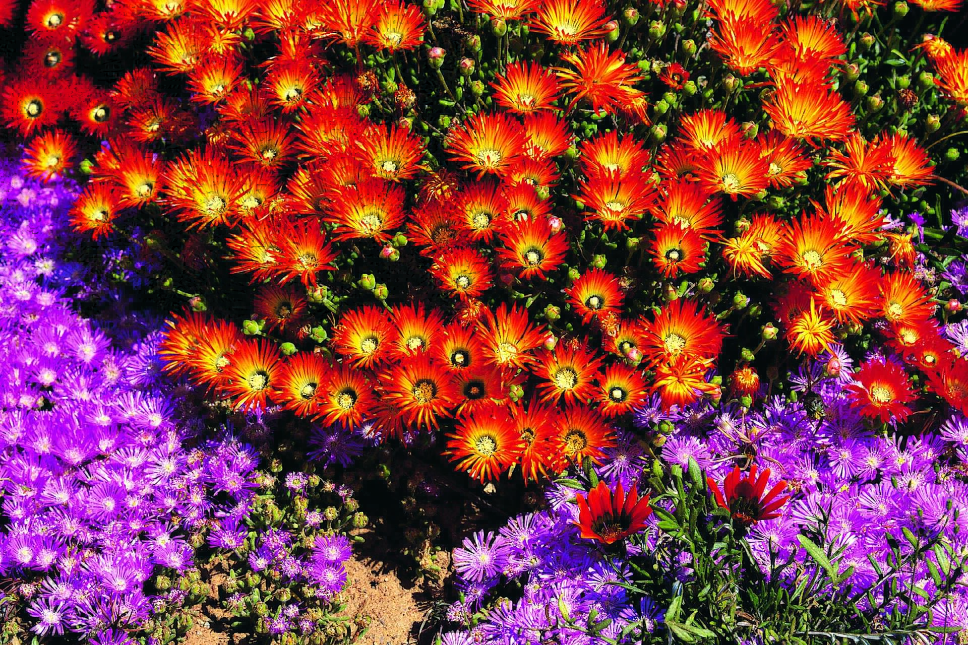 How to Sow Ice Plant Seeds