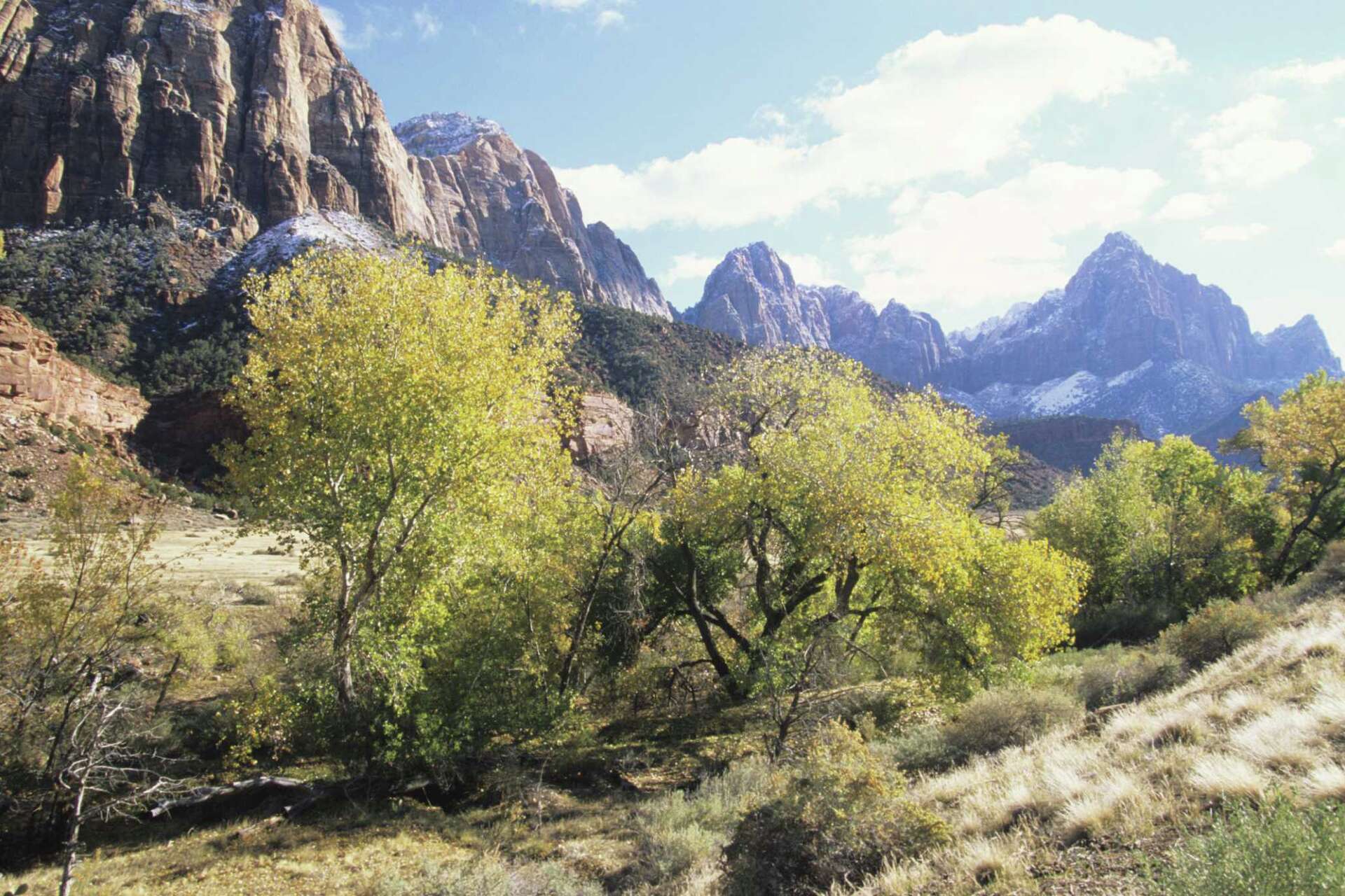 Good Types of Trees to Stop Erosion