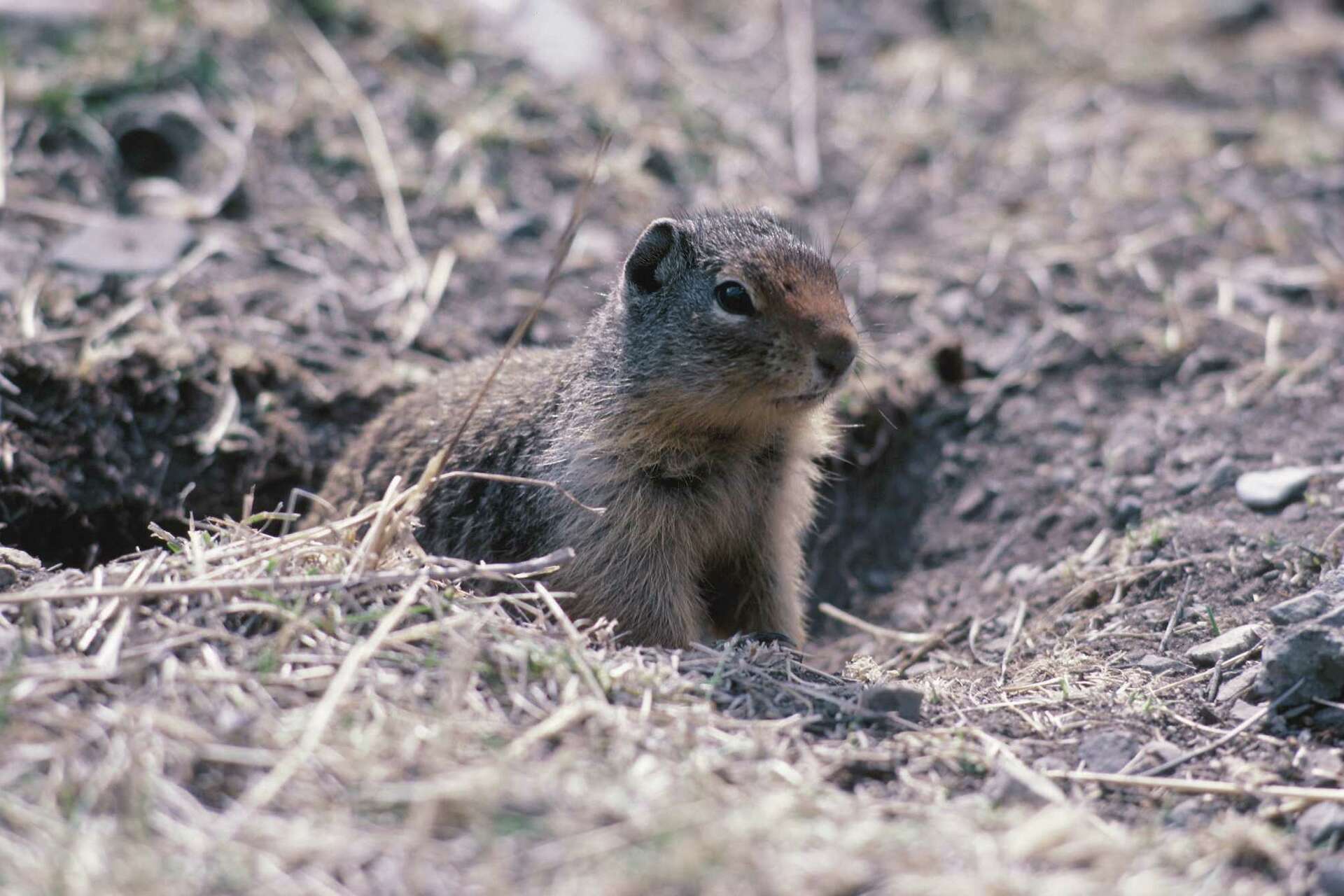 How to Grow Sunflowers With Gophers Around