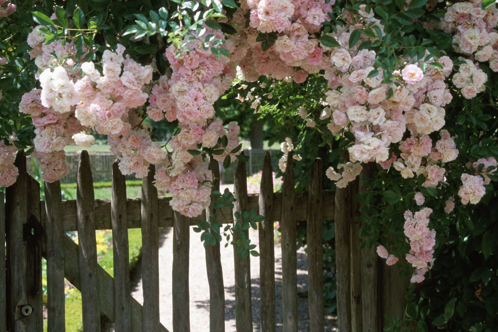 How to Propagate Spreading Tea Rose Bushes