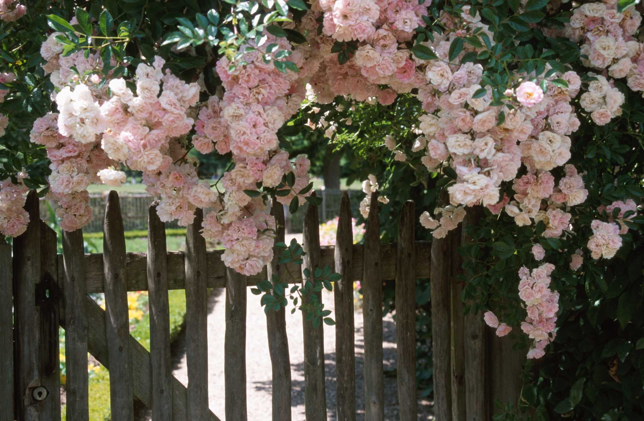 Climbing Roses On Fence