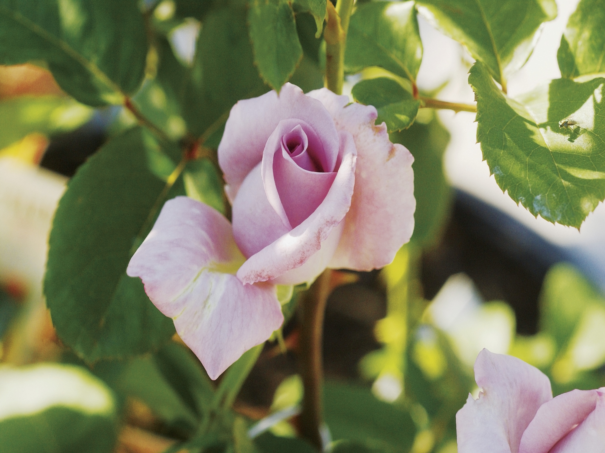 What Does Grade 1 5 Mean For Roses 