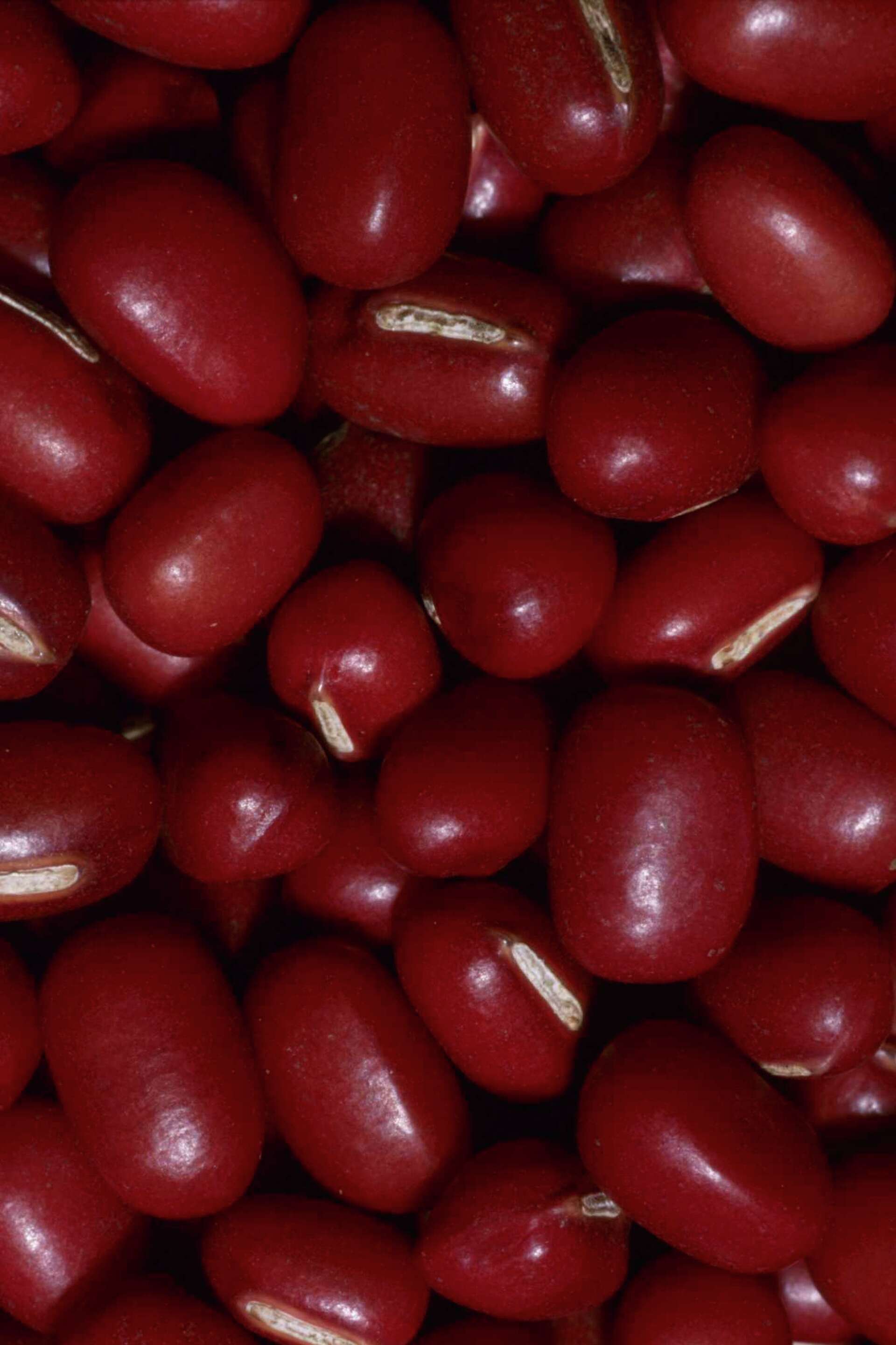 The Growth Needs of Red Beans