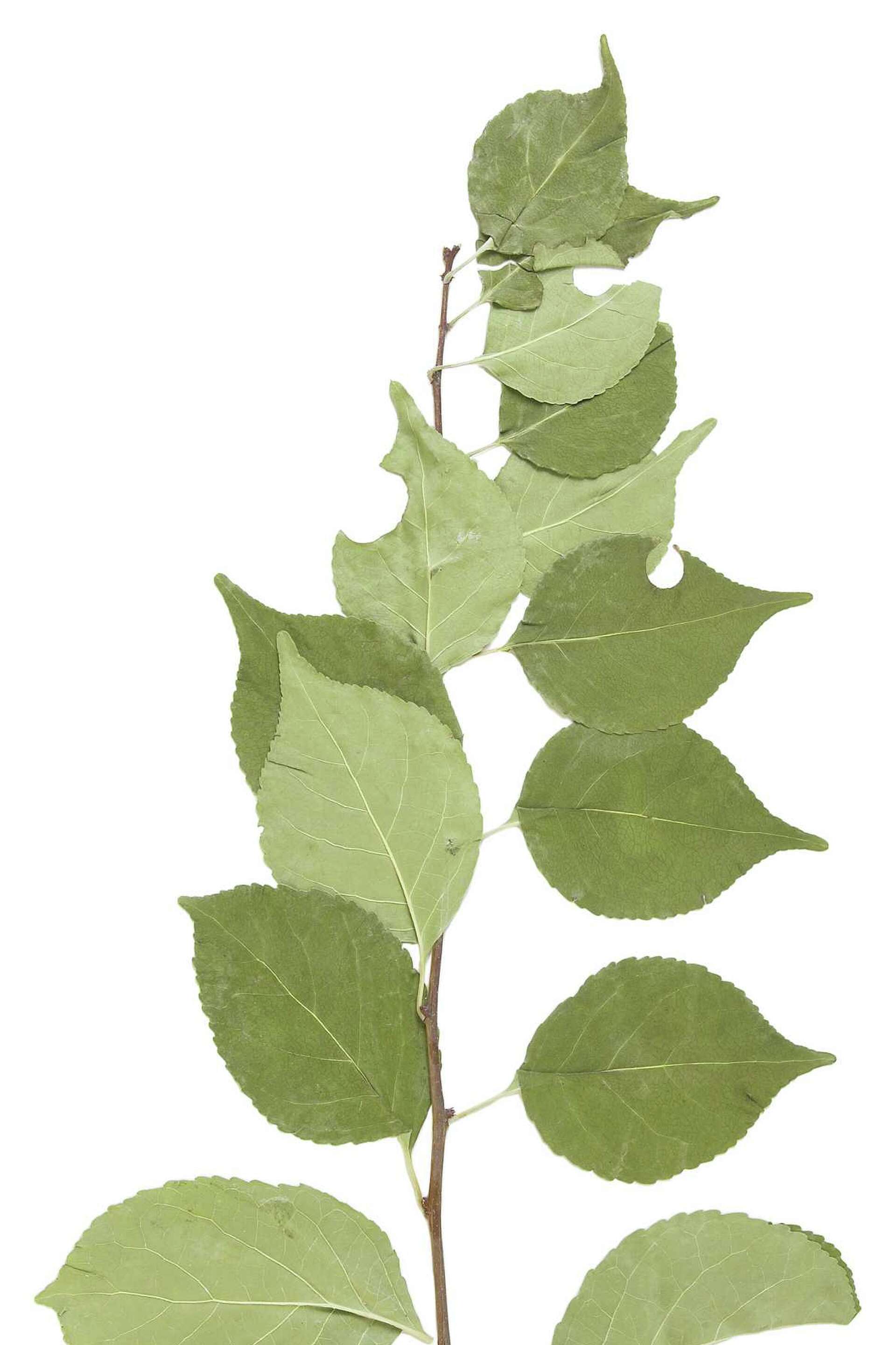 Can You Plant a Poplar Branch & Will It Regrow?