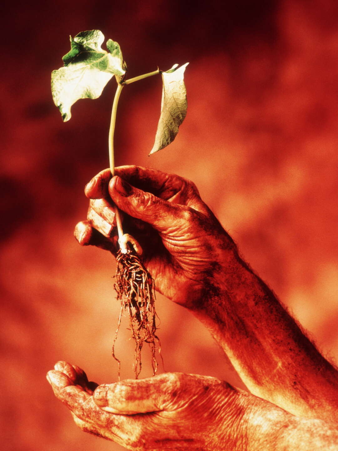 Can a Plant Survive if it Was Pulled Out of the Soil?