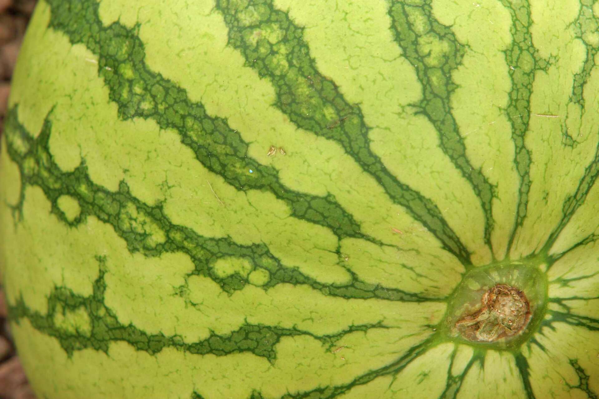 Watermelon Insect Control