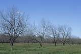 How to Propagate a Pecan Tree
