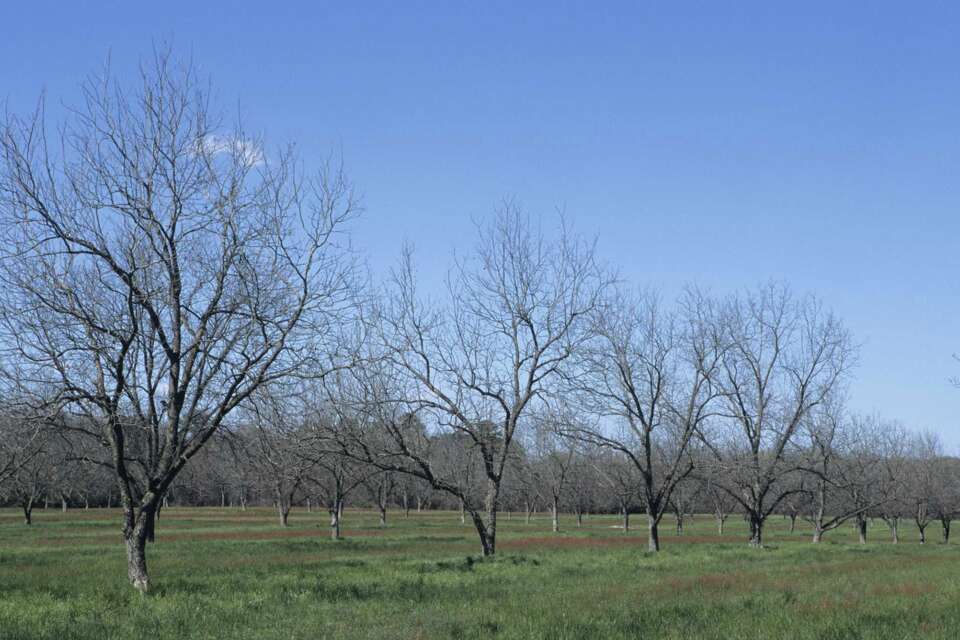 How to Graft Mature Trees