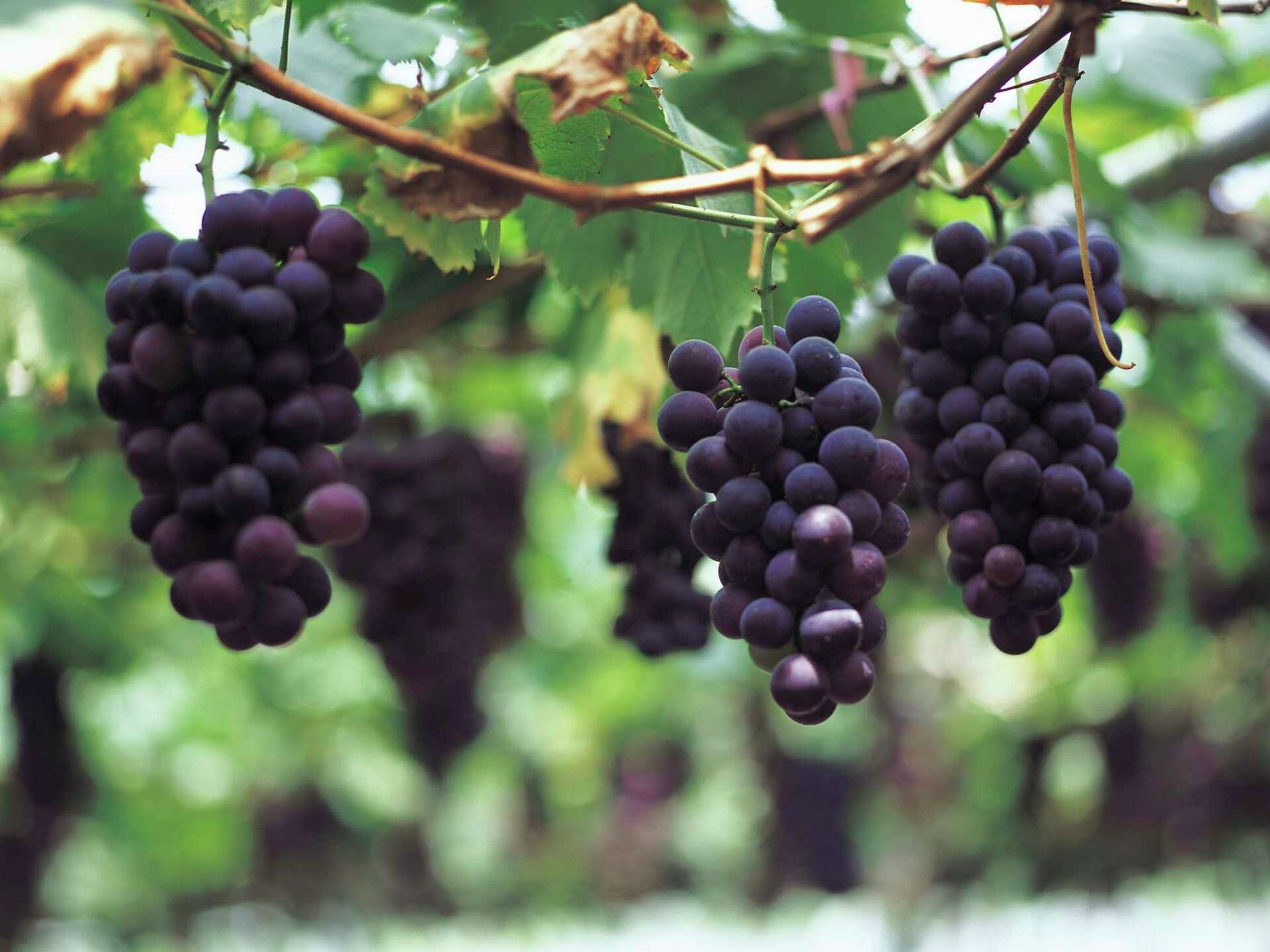 The Growing Zones for Grapevines