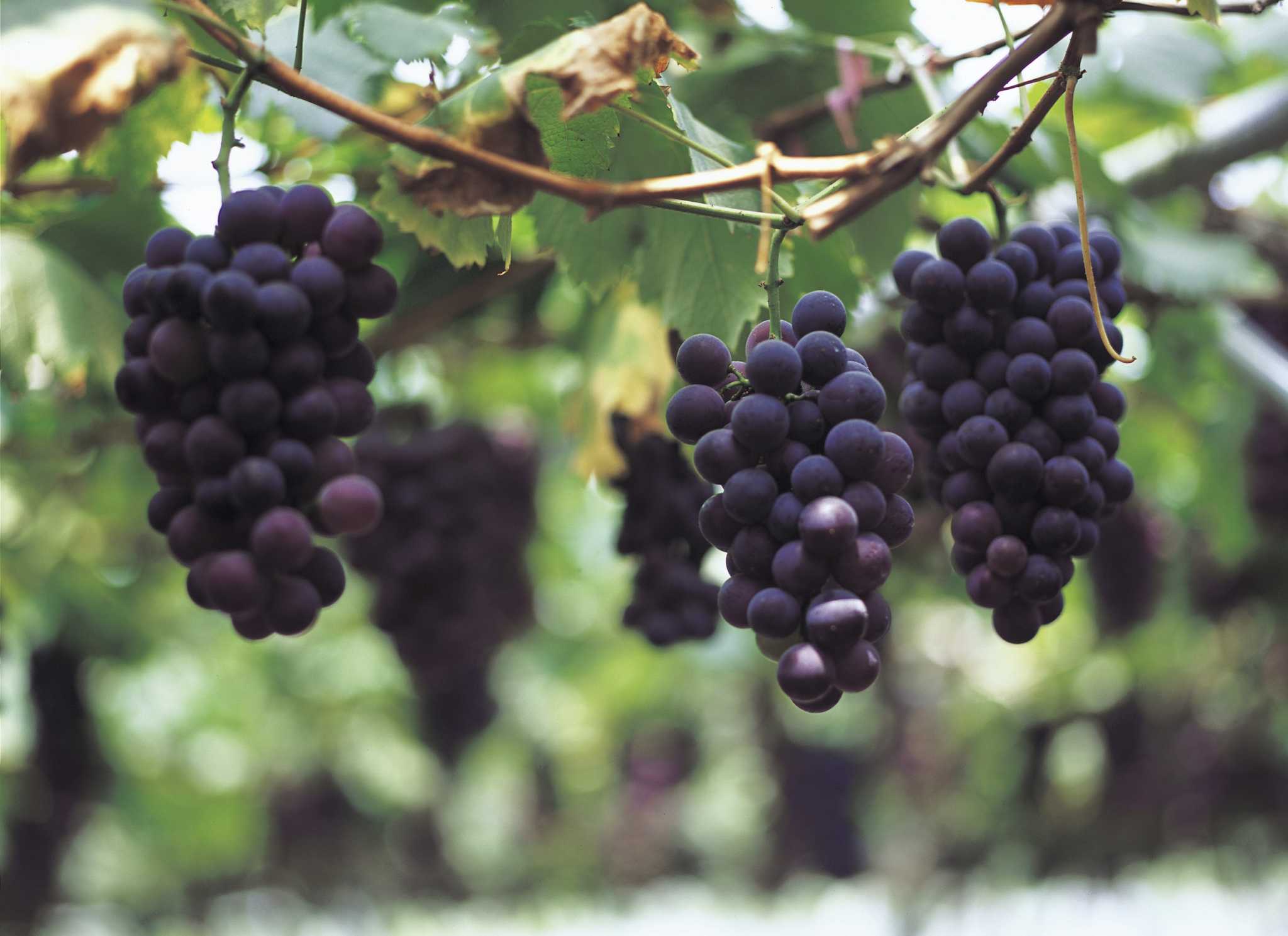 The Growing Zones for Grapevines