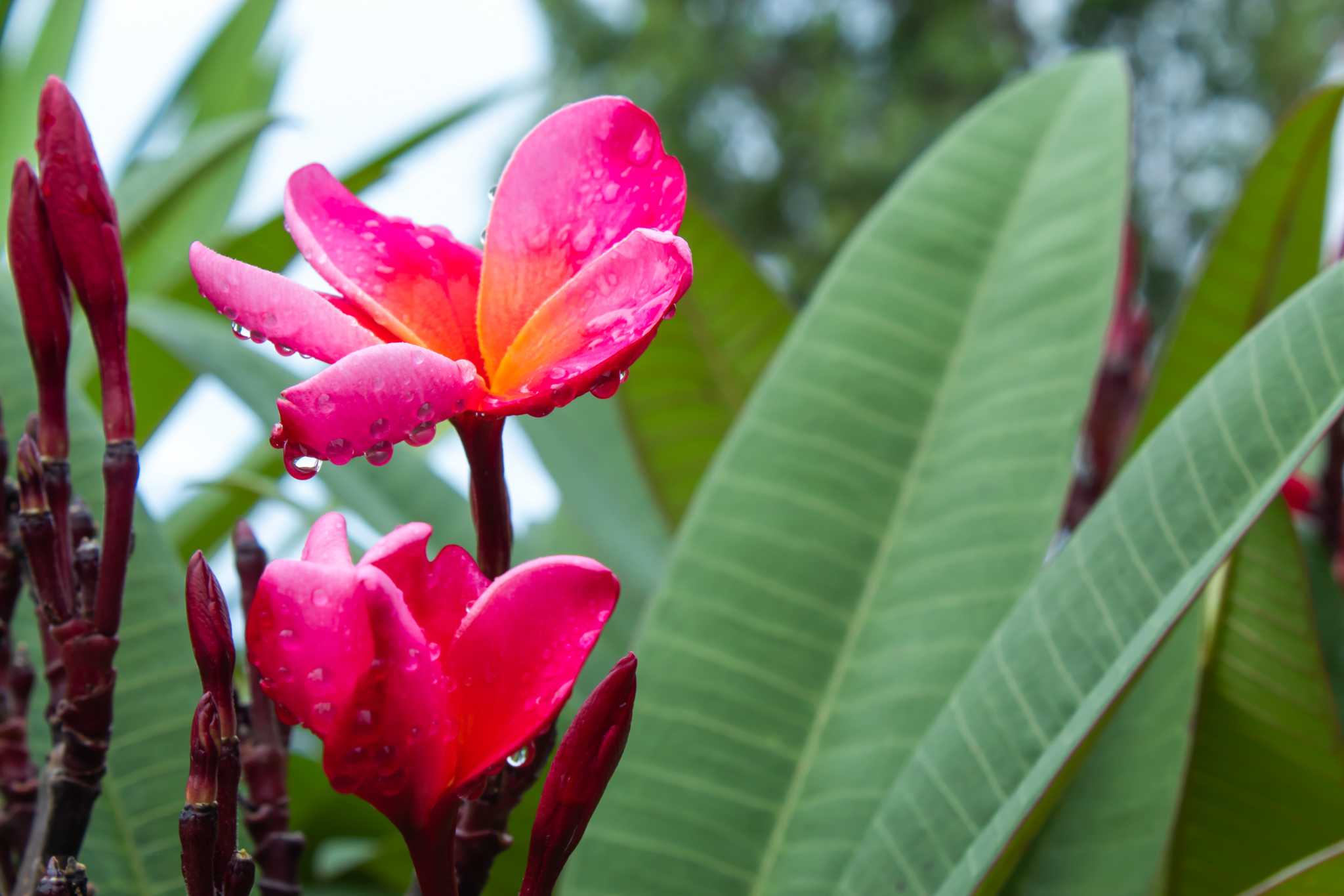 Can Plumeria Root in Water?