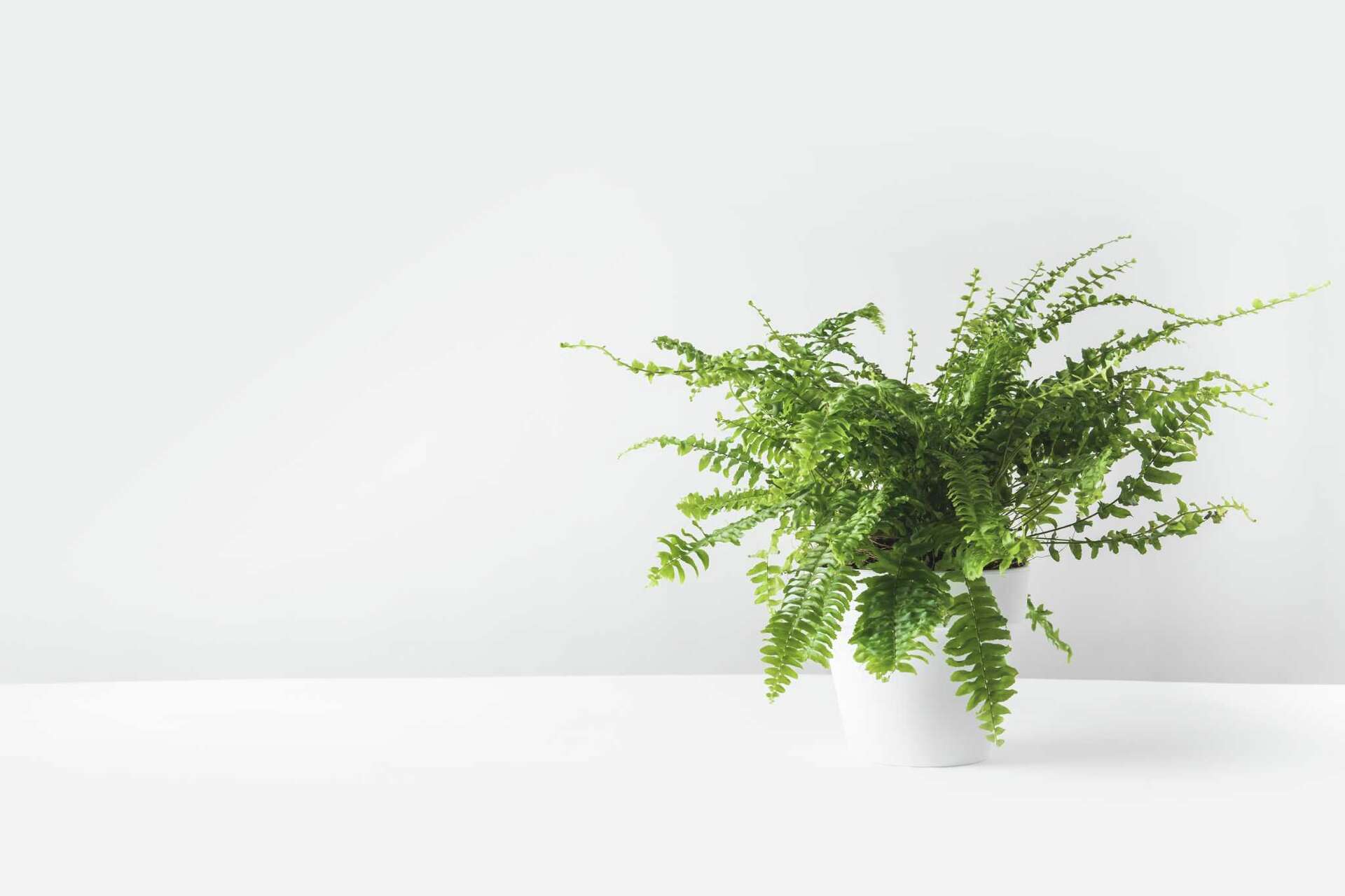 Can Ferns Survive Cold Weather? + Temperature Tolerance Guide