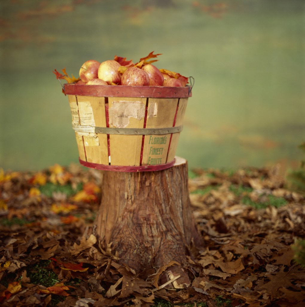 How to Graft to a Tree Stump