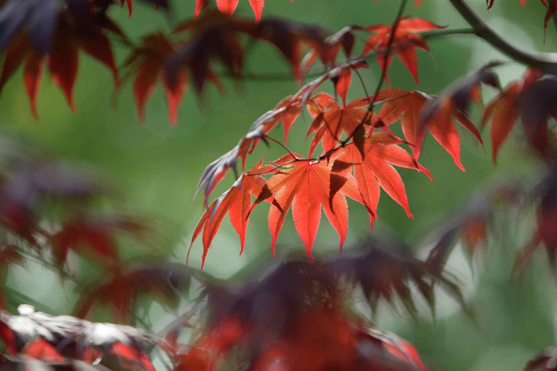 How to Severely Trim a Vine Maple