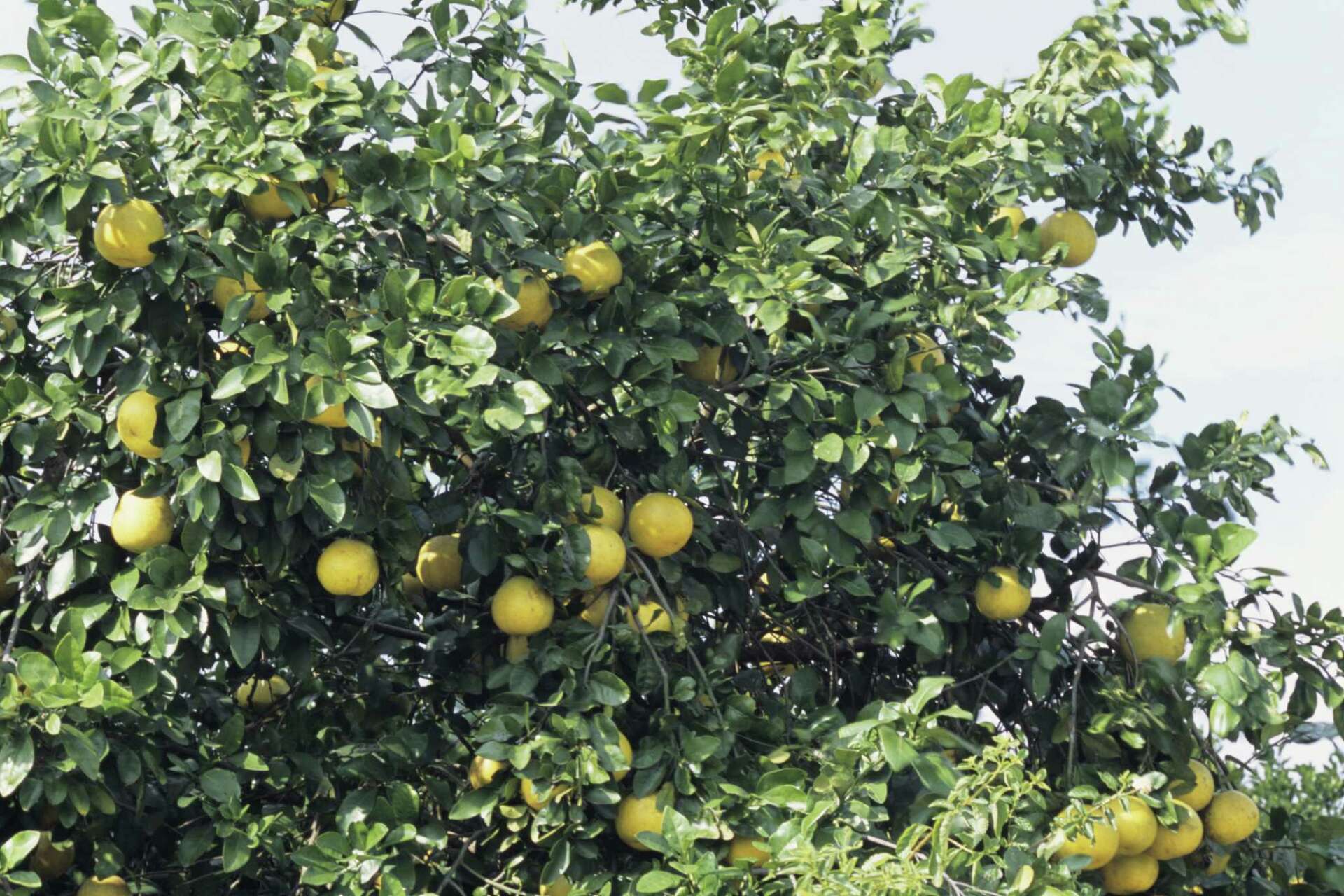 Grapefruit Tree Problems With Bark Cracking and Splitting
