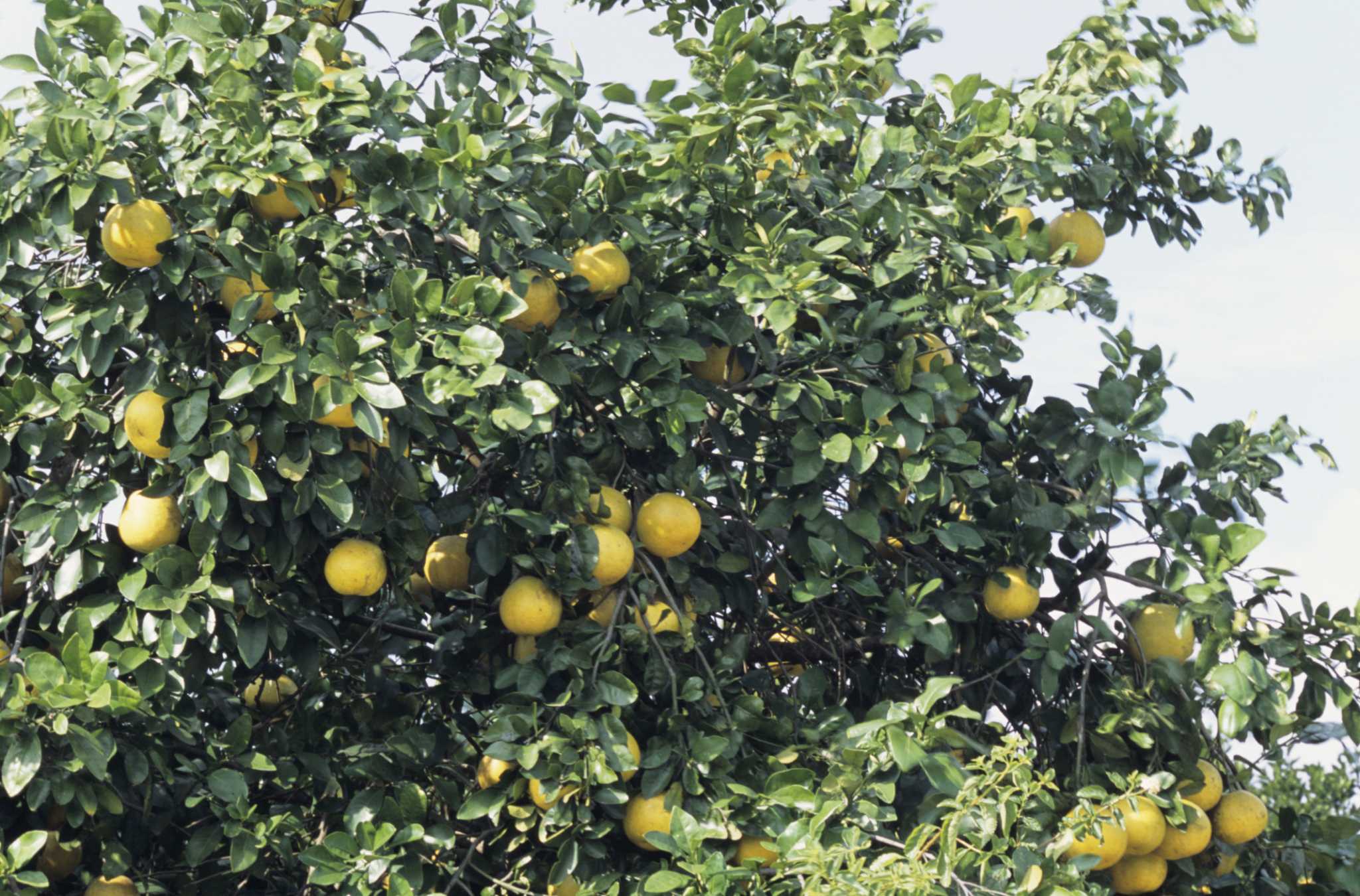 Grapefruit Tree Problems With Bark Cracking and Splitting