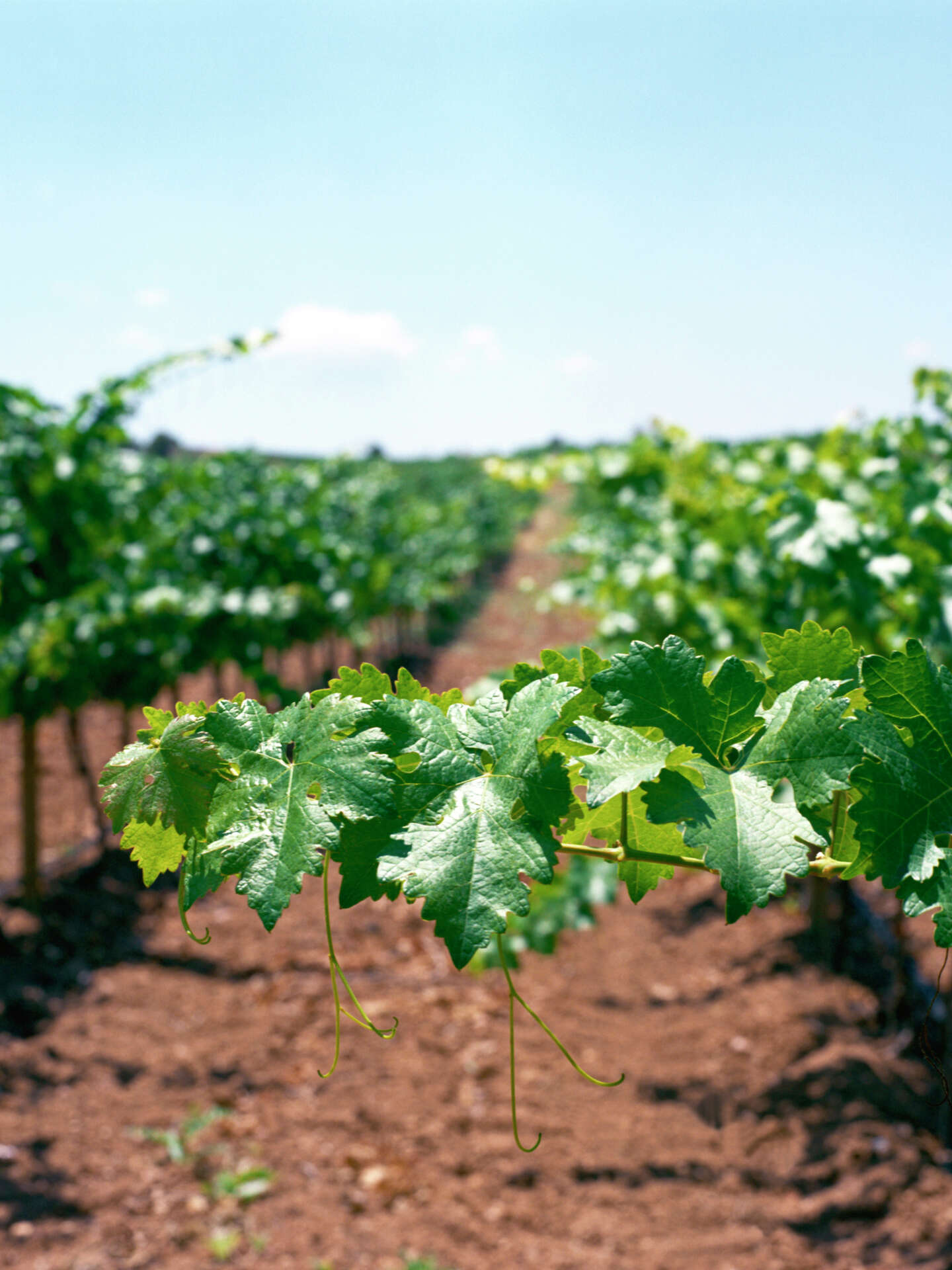 How to Get Rid of Grape Leaf Skeletonizer