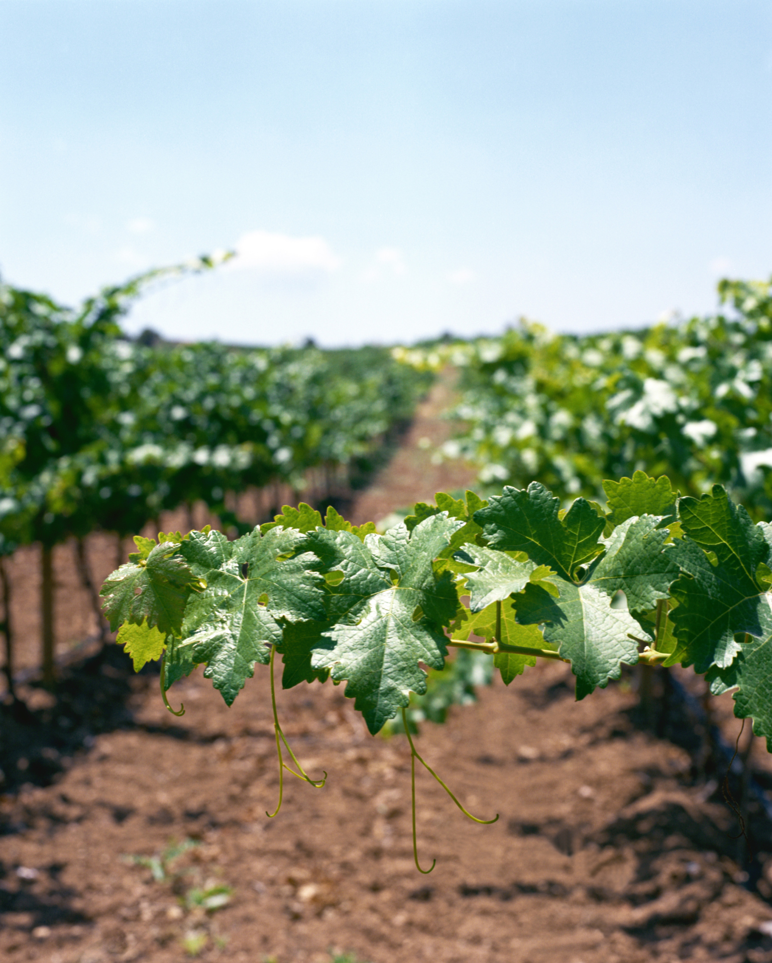 How to Get Rid of Grape Leaf Skeletonizer