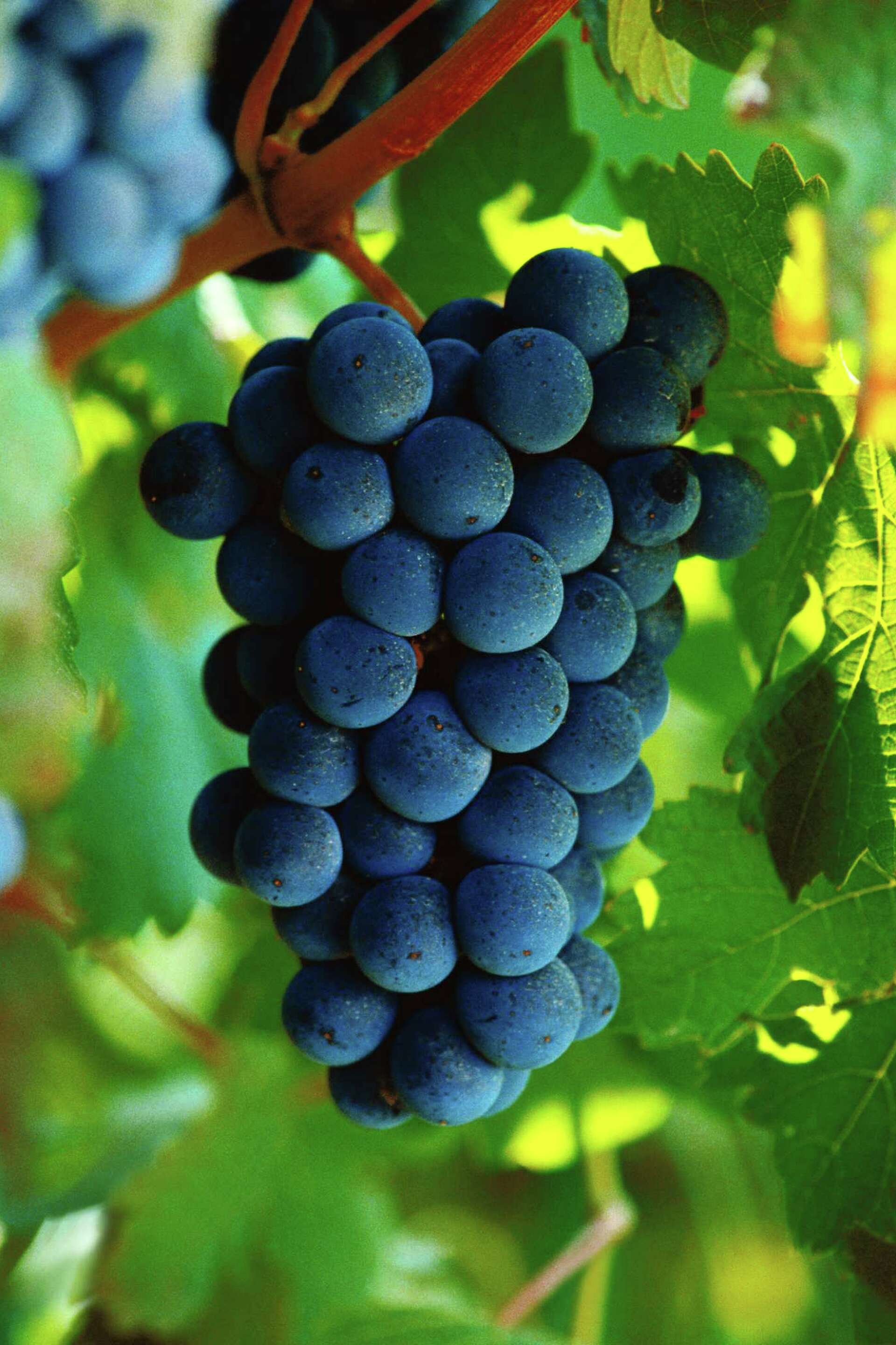 How to Use Paper Bags to Cover Grape Clusters