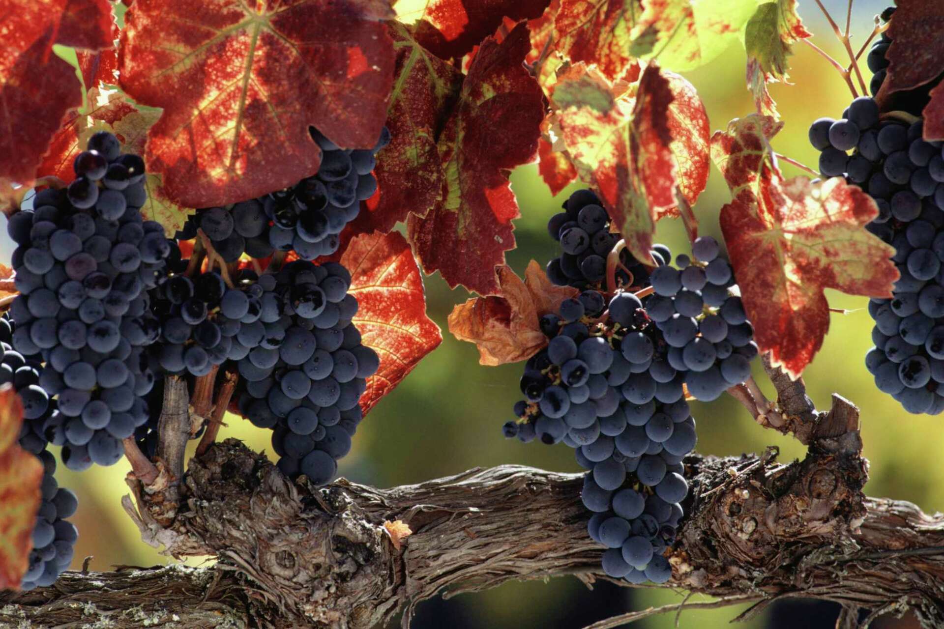 What Is a Grape Vine Cane?