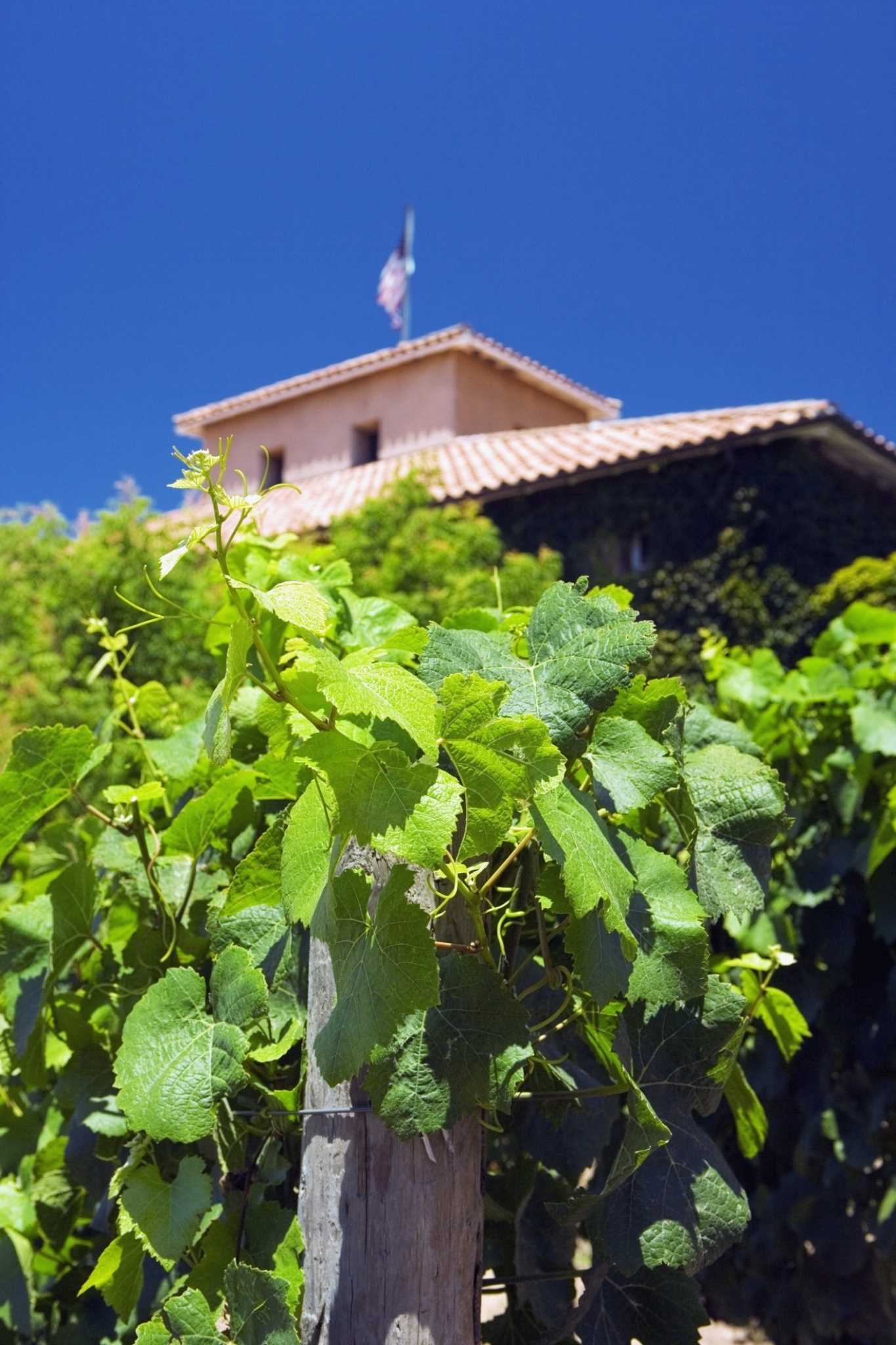 The Best Grapevines for a Patio Cover