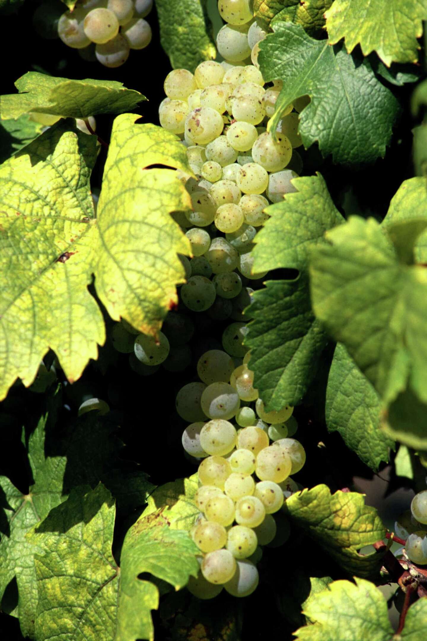 Grape Vines With Worms