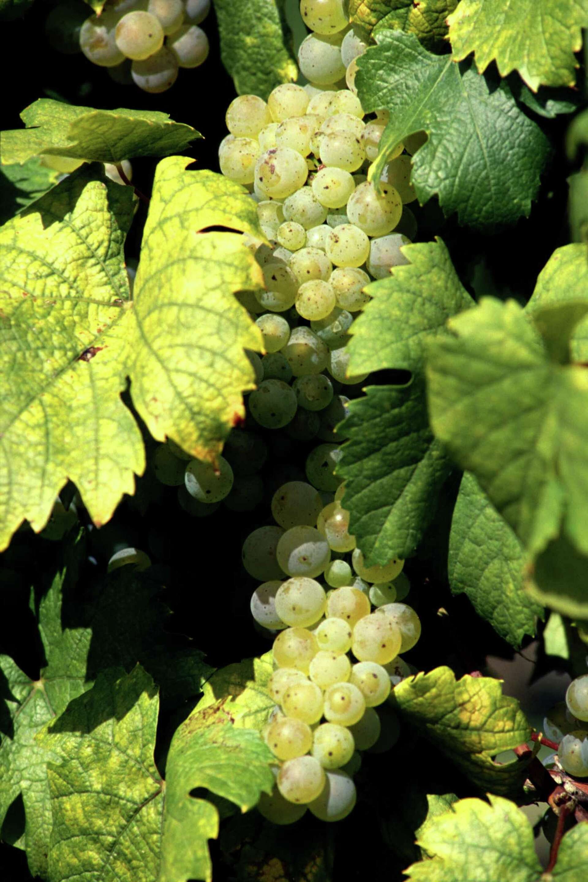 Grape Vines With Worms