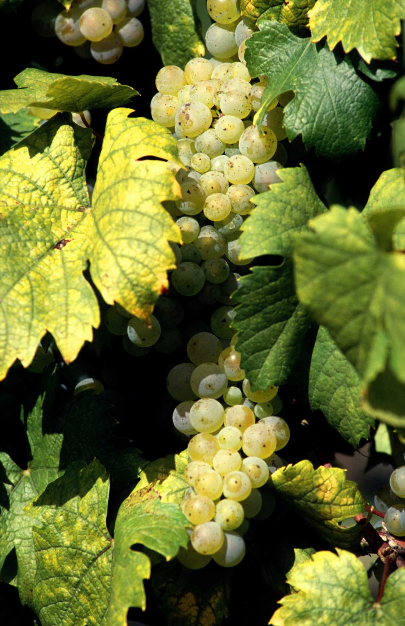 Grape Vines With Worms