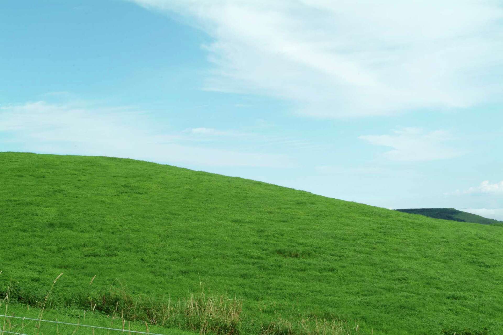 Grasses for Slopes