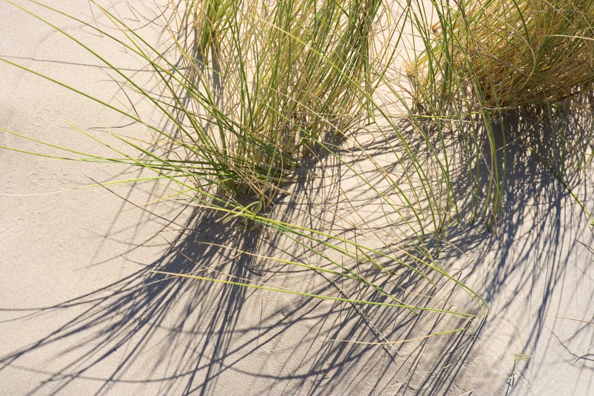 Grass That Likes Sand & Shade