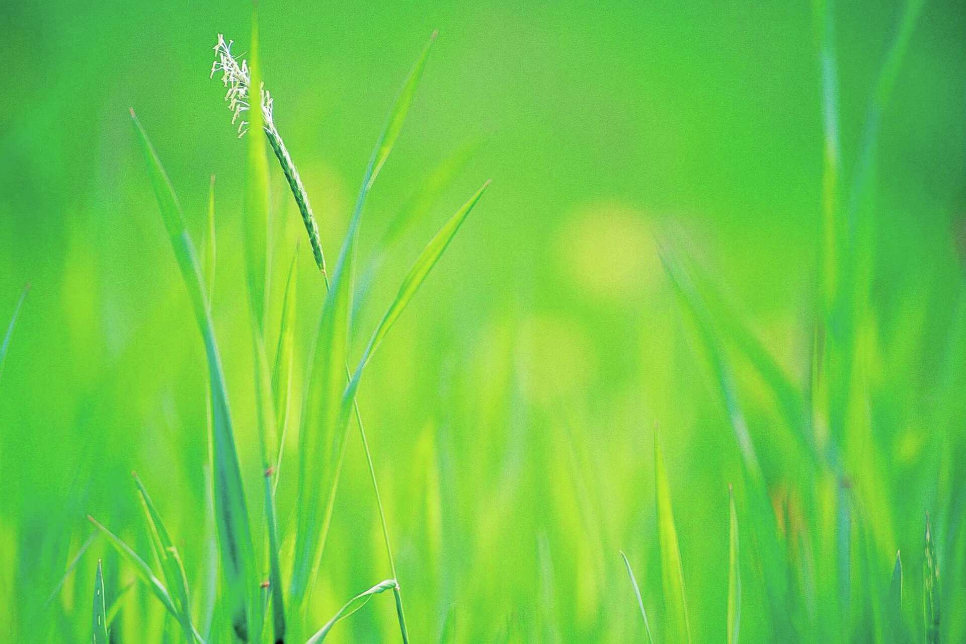What Does Grass Need to Survive?