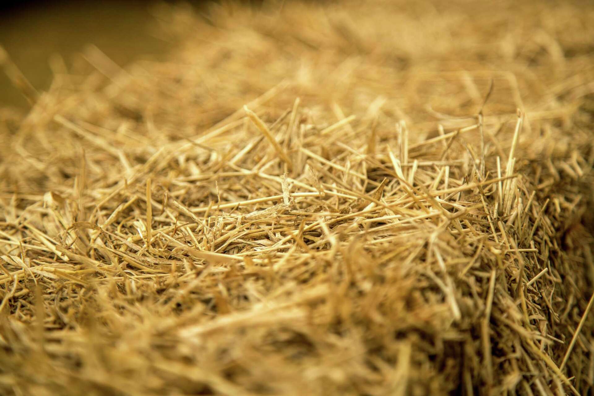 Does Grass Seed Need to Be Covered With Hay?