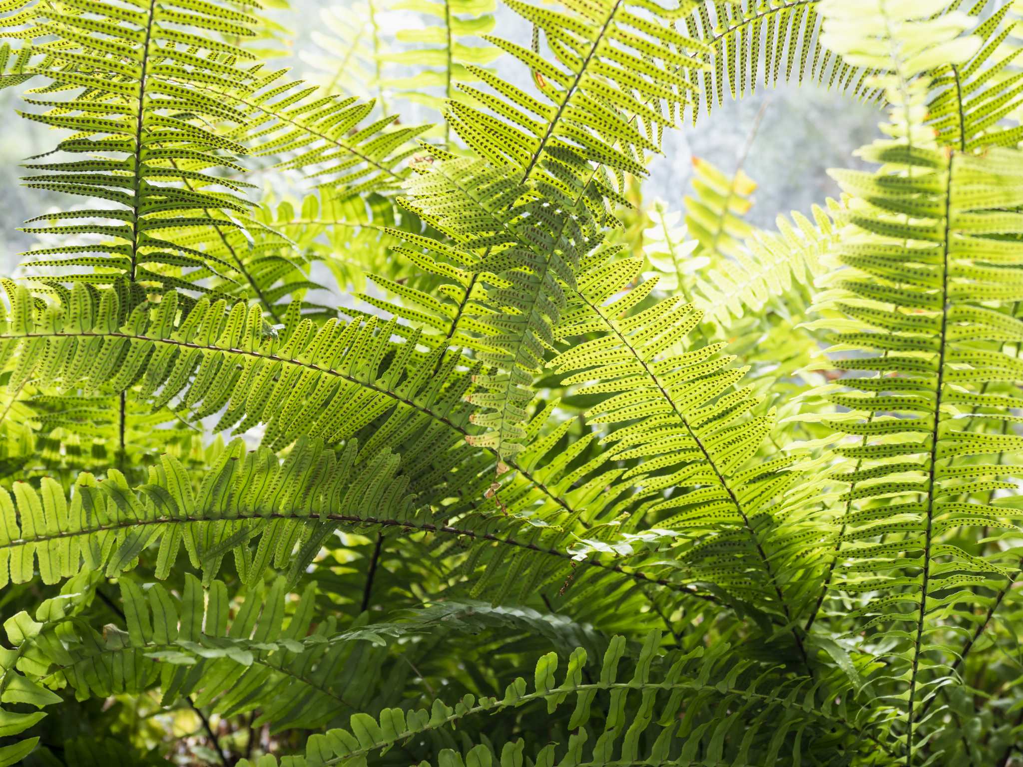 How Can I Revive Almost Dead Boston Ferns?
